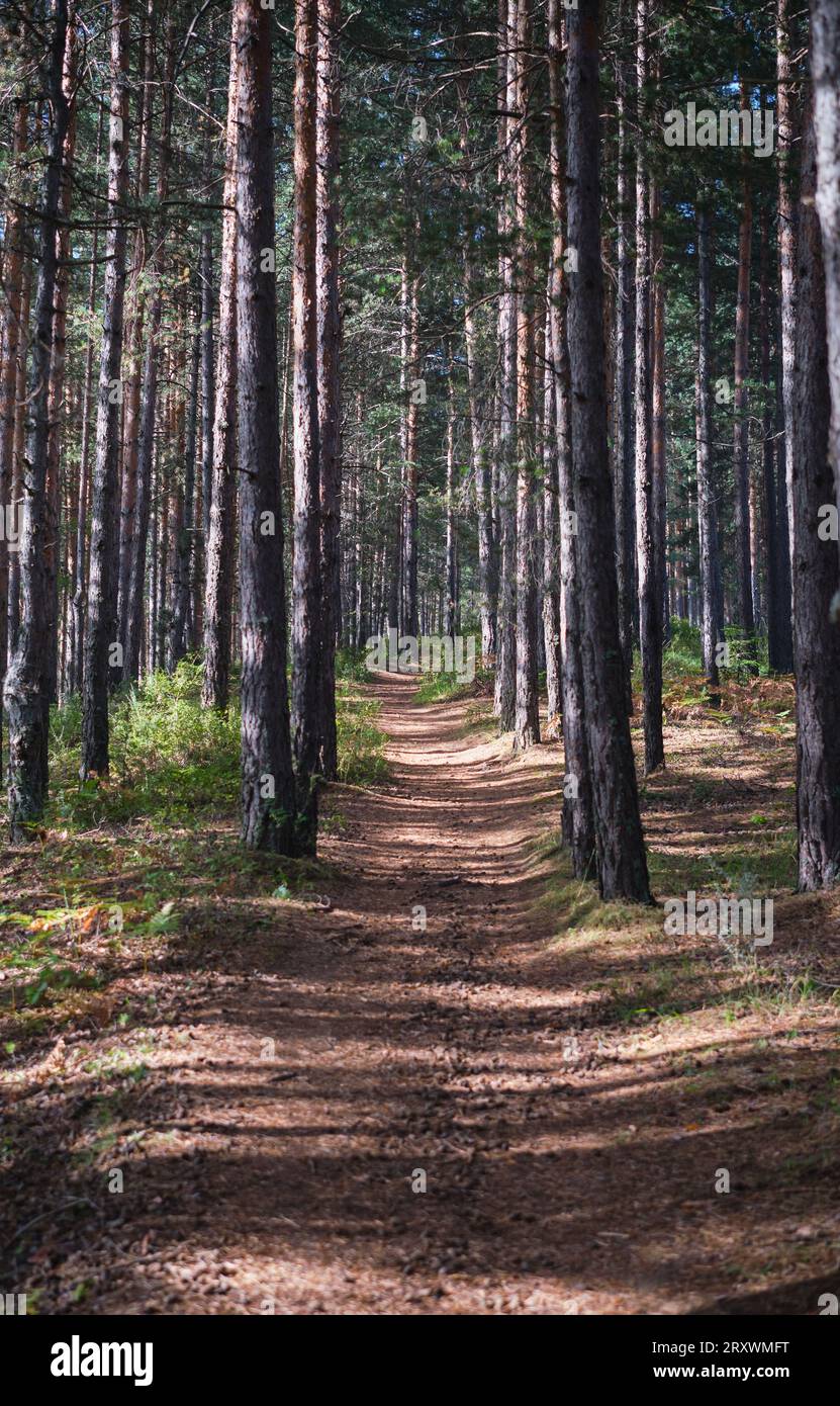 Vertical frame of a path in a pine forest, an idea about walks in the ...