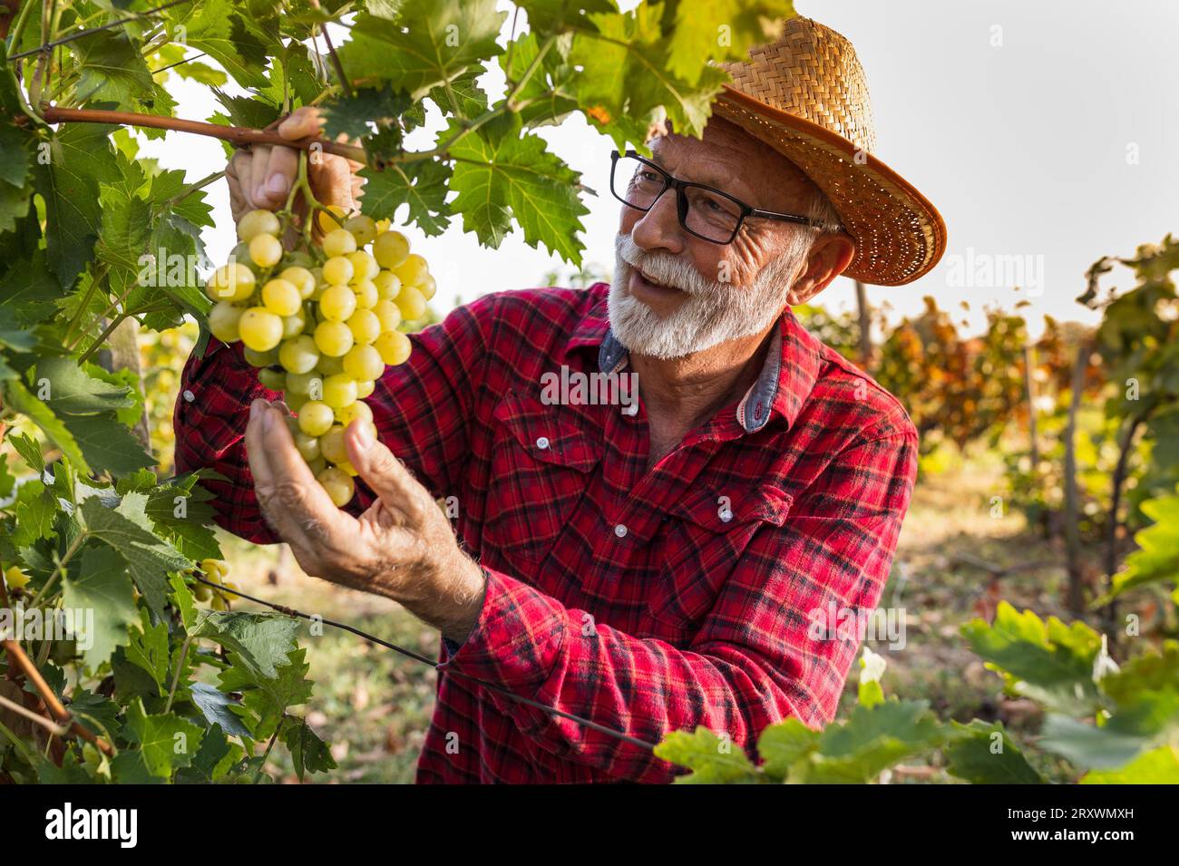 Senior farmer checking white grapes quality before harvest Stock Photo ...