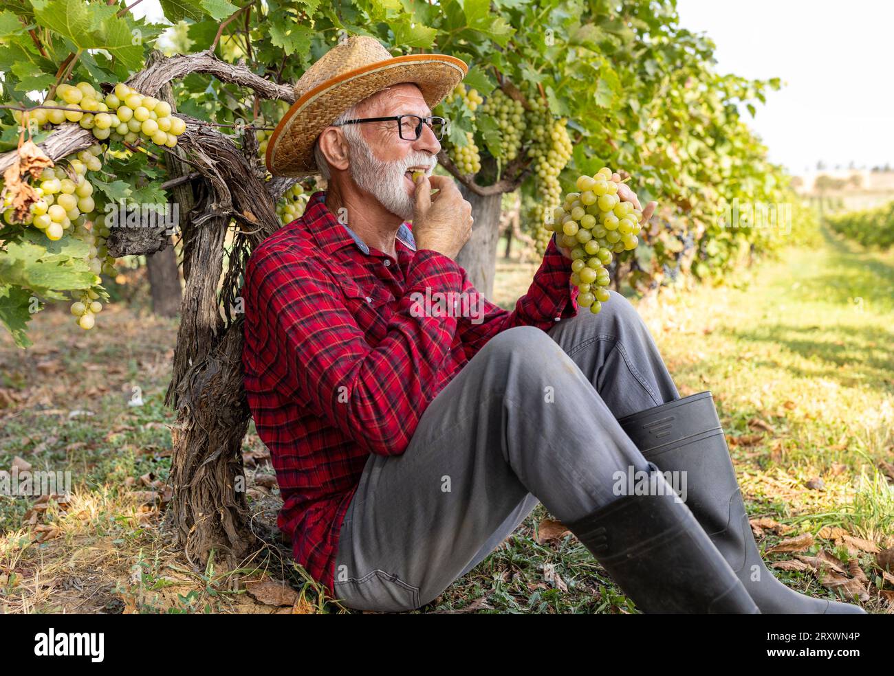 Happy senior man farmer with straw hat leaning on old vine tree, eating ...