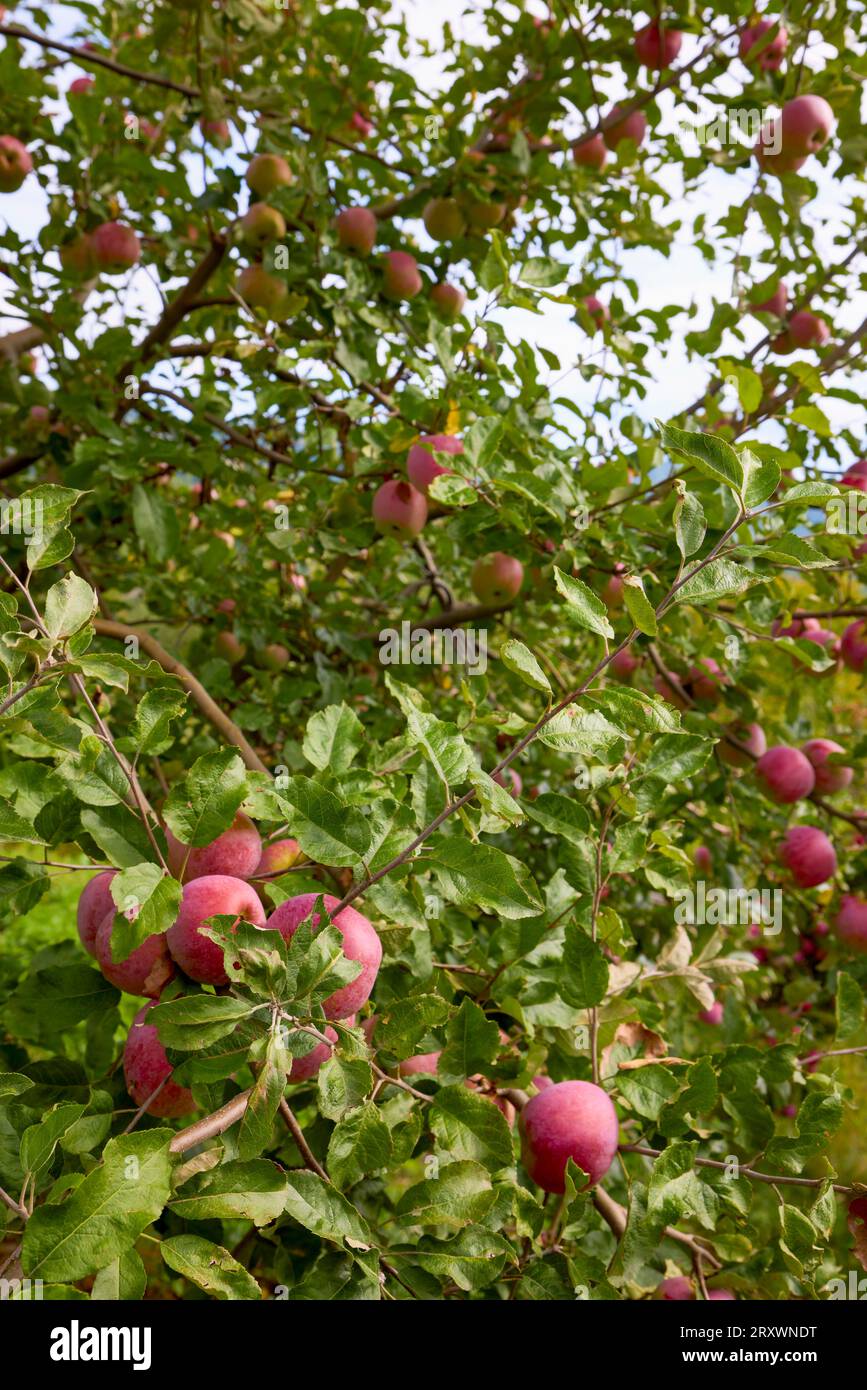 Kinnaur apple hi-res stock photography and images - Alamy
