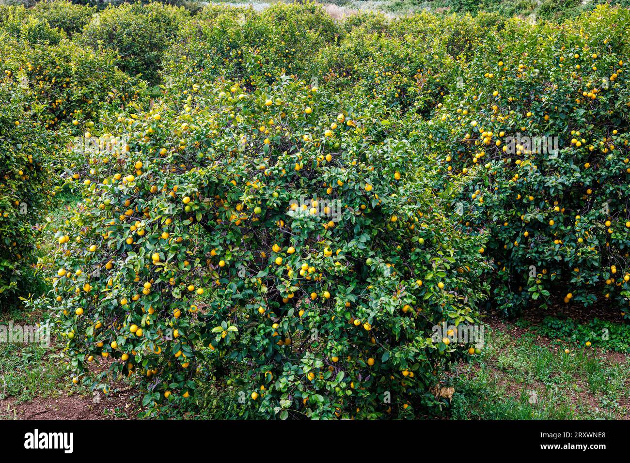 Lemons ripening in orchards on the island of Sicily, Italy Stock Photo ...