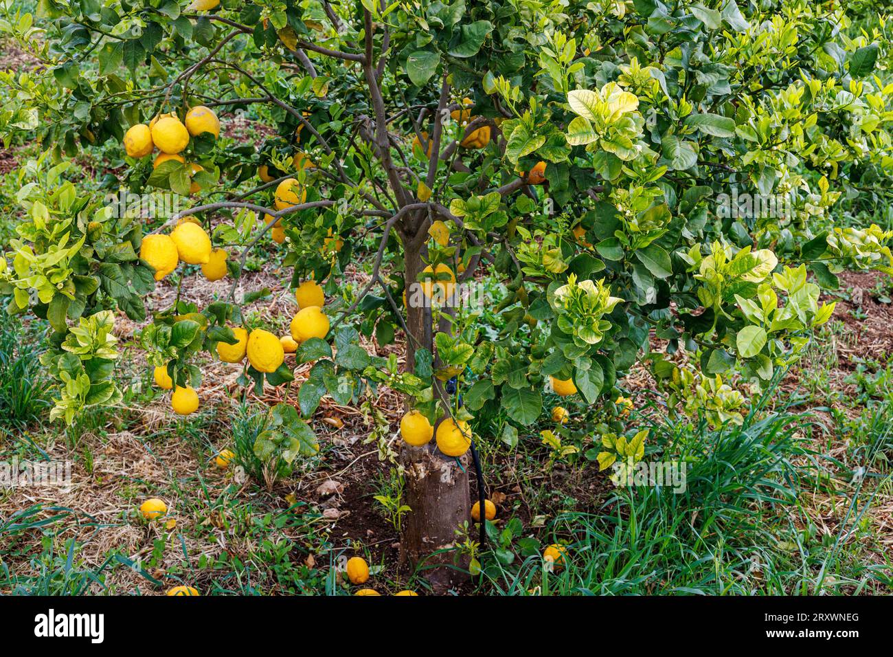 Sicily citrus grove hi-res stock photography and images - Alamy