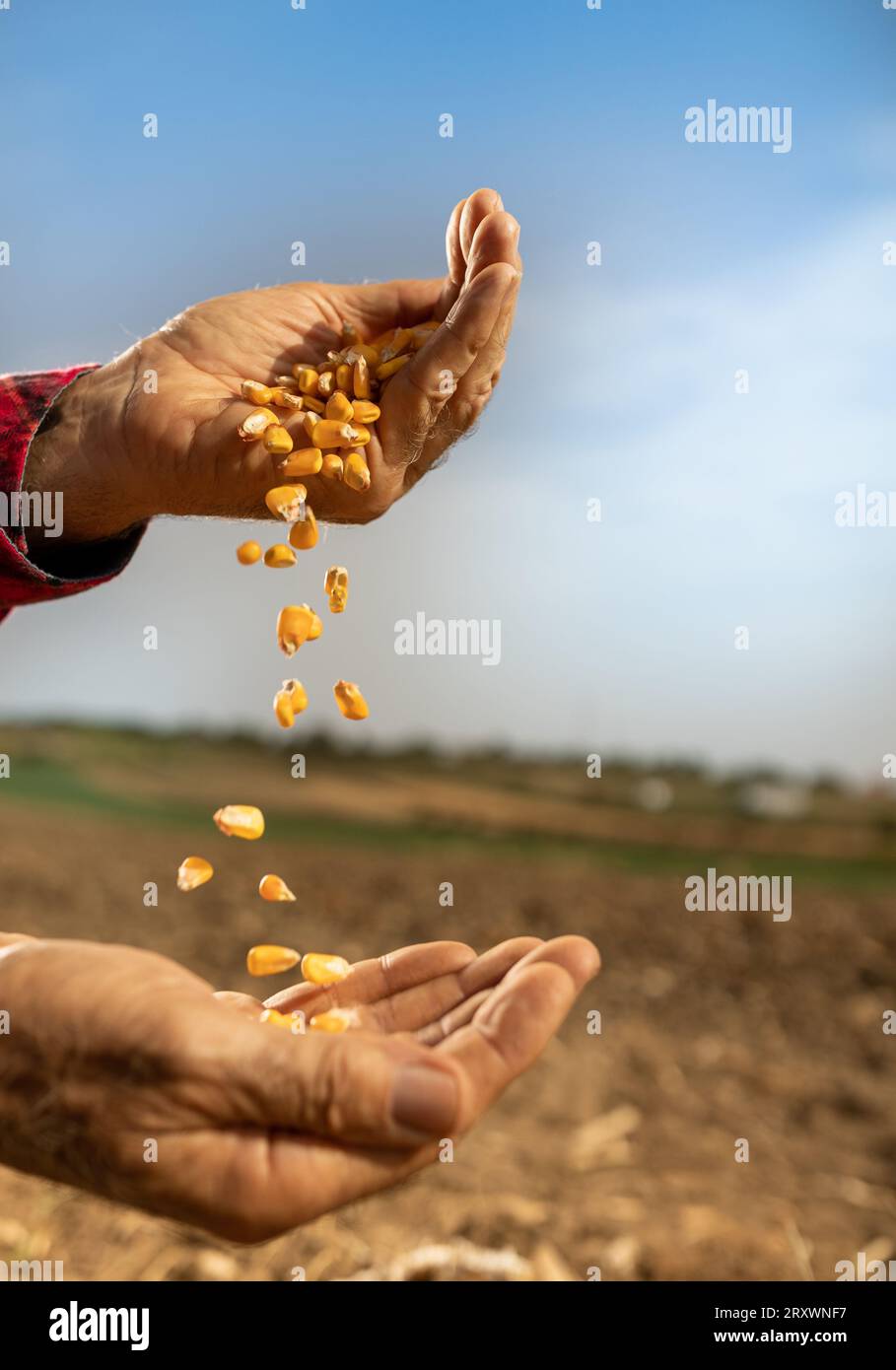 Close up of hand holding and checking corn grain in field during ...