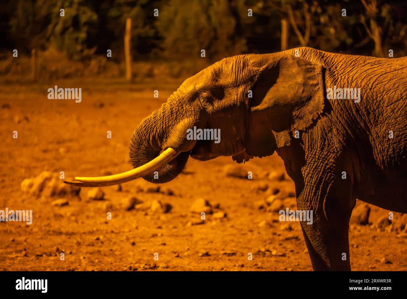Elephants captured in jenya hi-res stock photography and images - Alamy