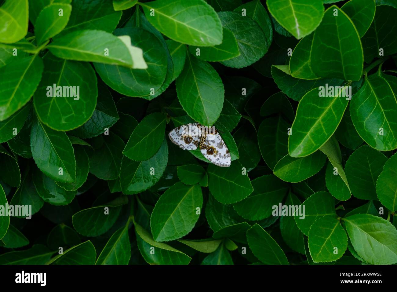 Large elephant hawk moths hi-res stock photography and images - Alamy