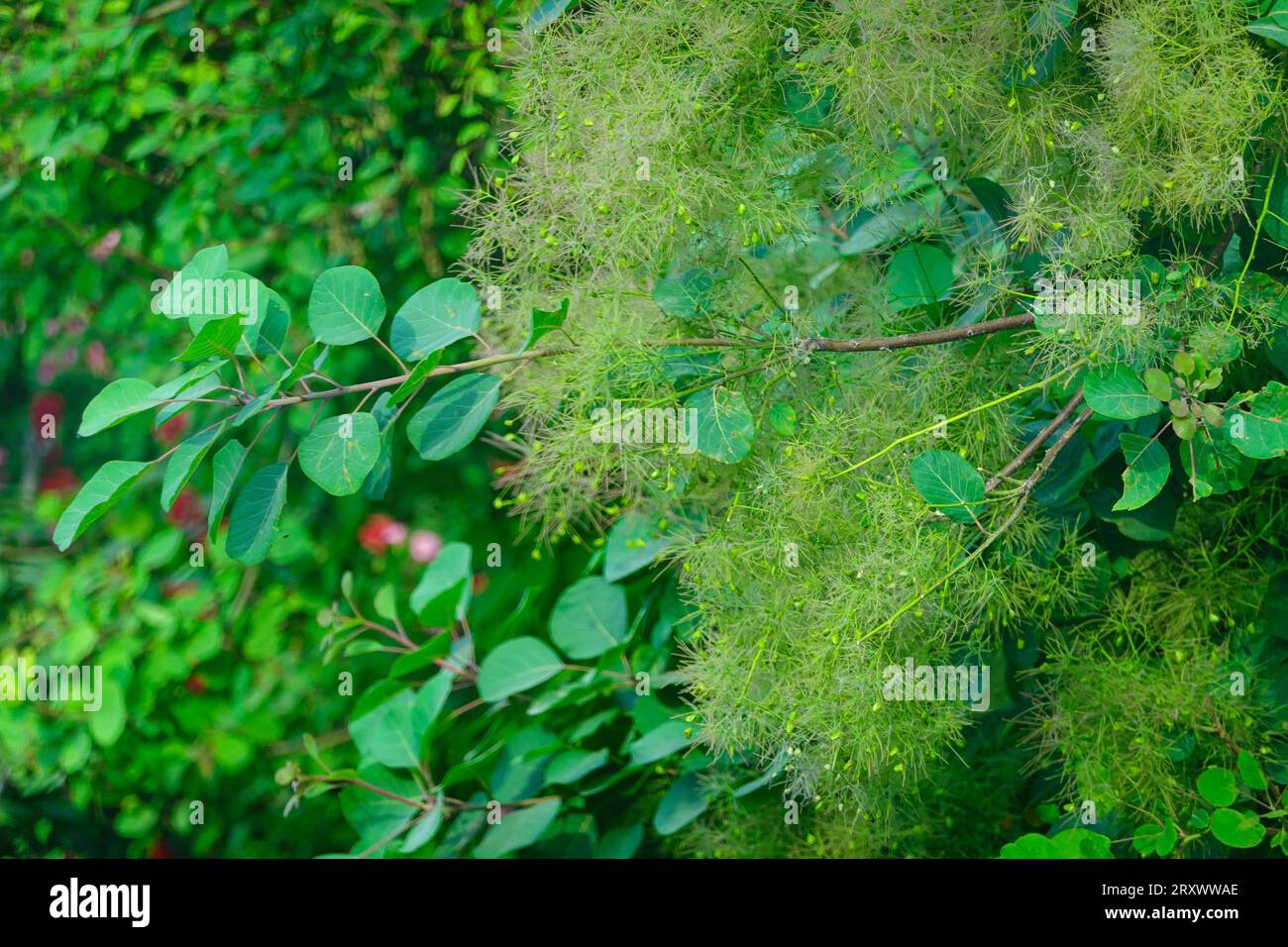 Large elephant hawk moths hi-res stock photography and images - Alamy