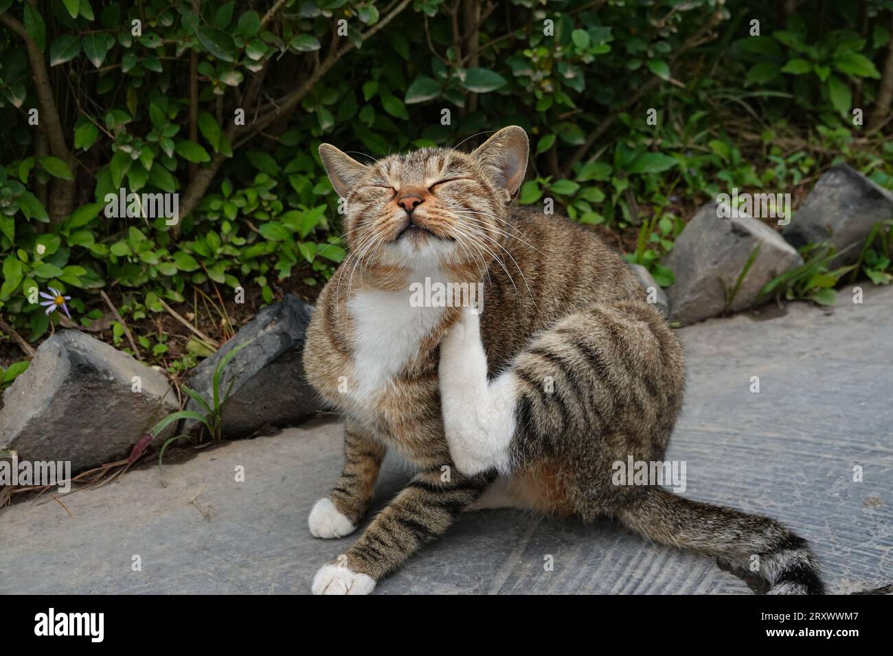 civet cat in the garden Stock Photo - Alamy