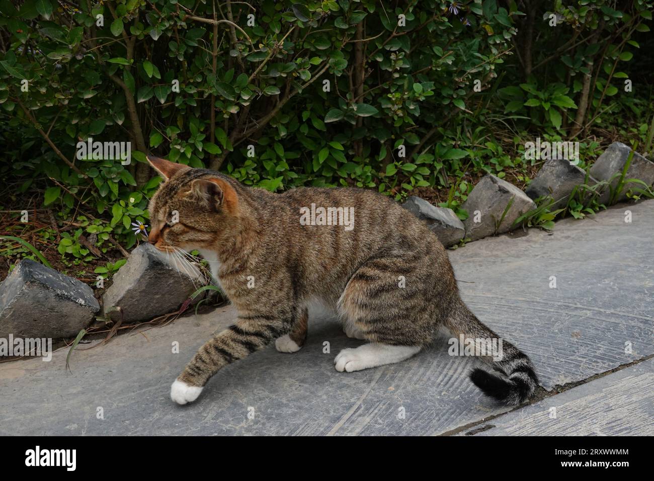 civet cat in the garden Stock Photo - Alamy