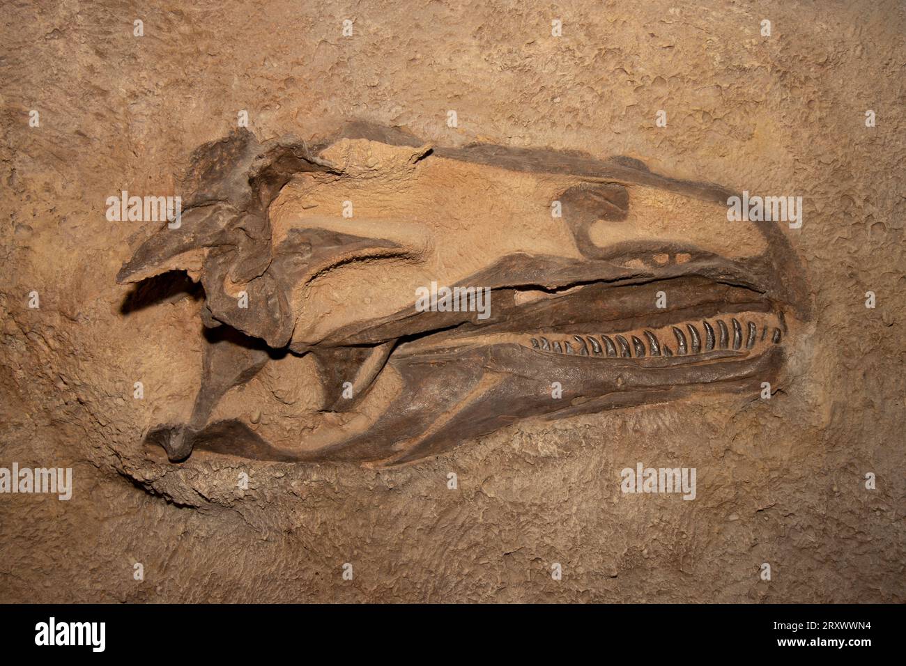 Fossil of Allosaurus skull from the Jurassic era Stock Photo - Alamy