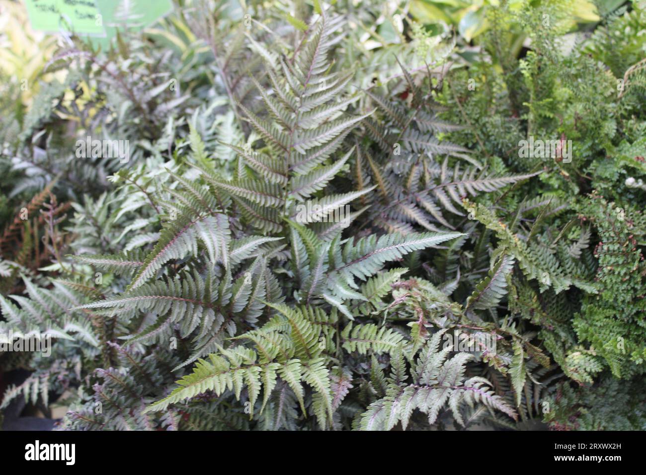 Japanese painted fern hi-res stock photography and images - Alamy
