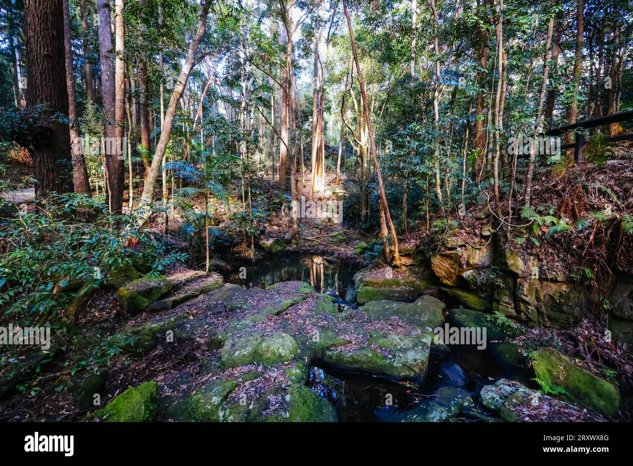 Kondalilla falls circuit hi-res stock photography and images - Alamy