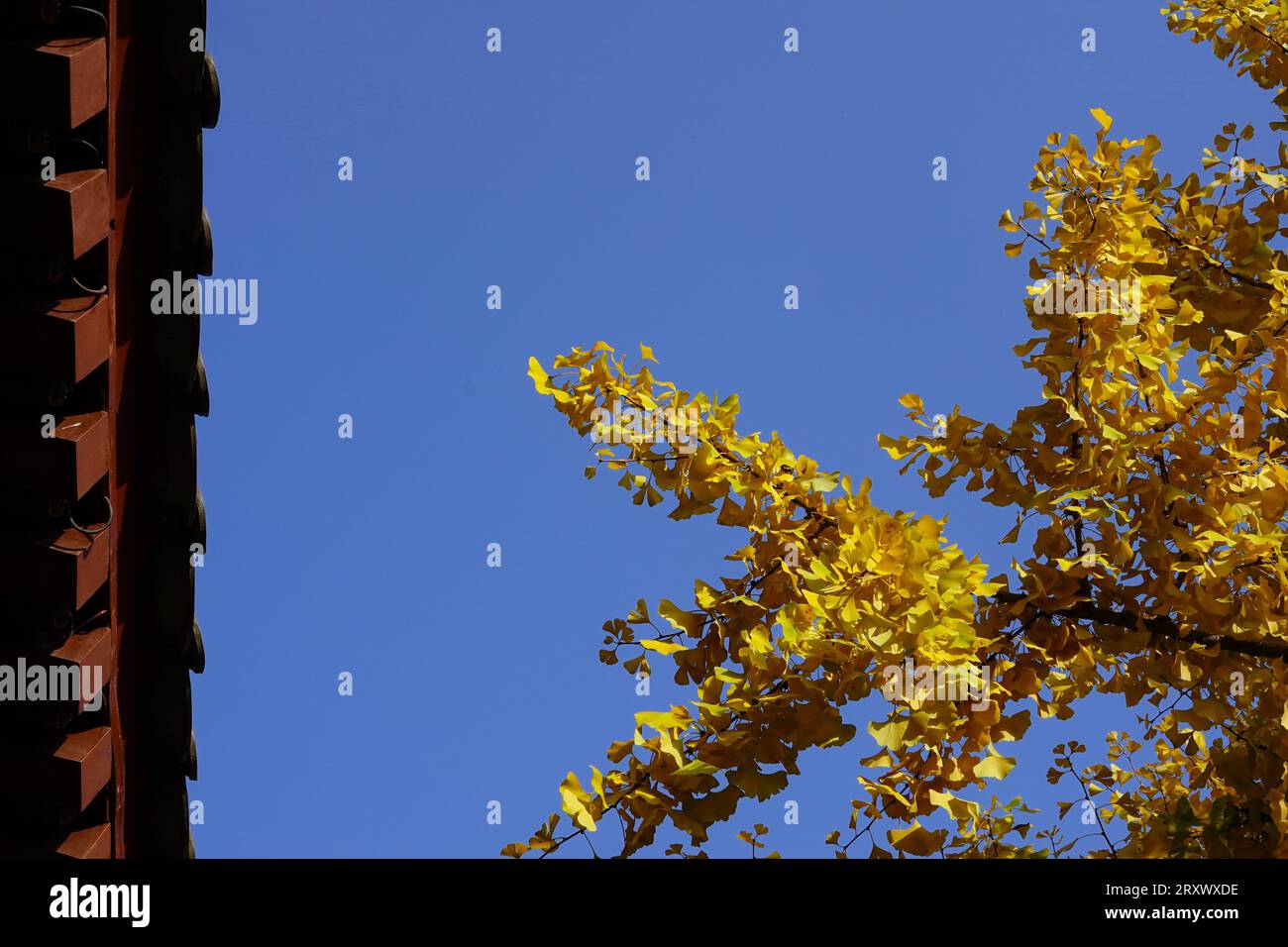 Thousand-year-old trees in Chinese gardens Stock Photo - Alamy