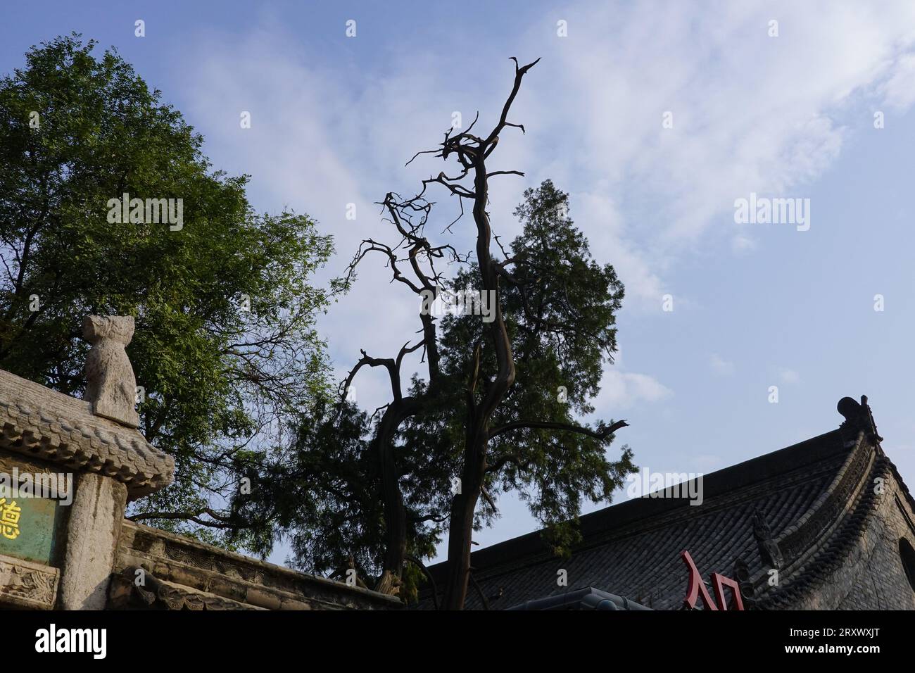 Thousand-year-old trees in Chinese gardens Stock Photo - Alamy