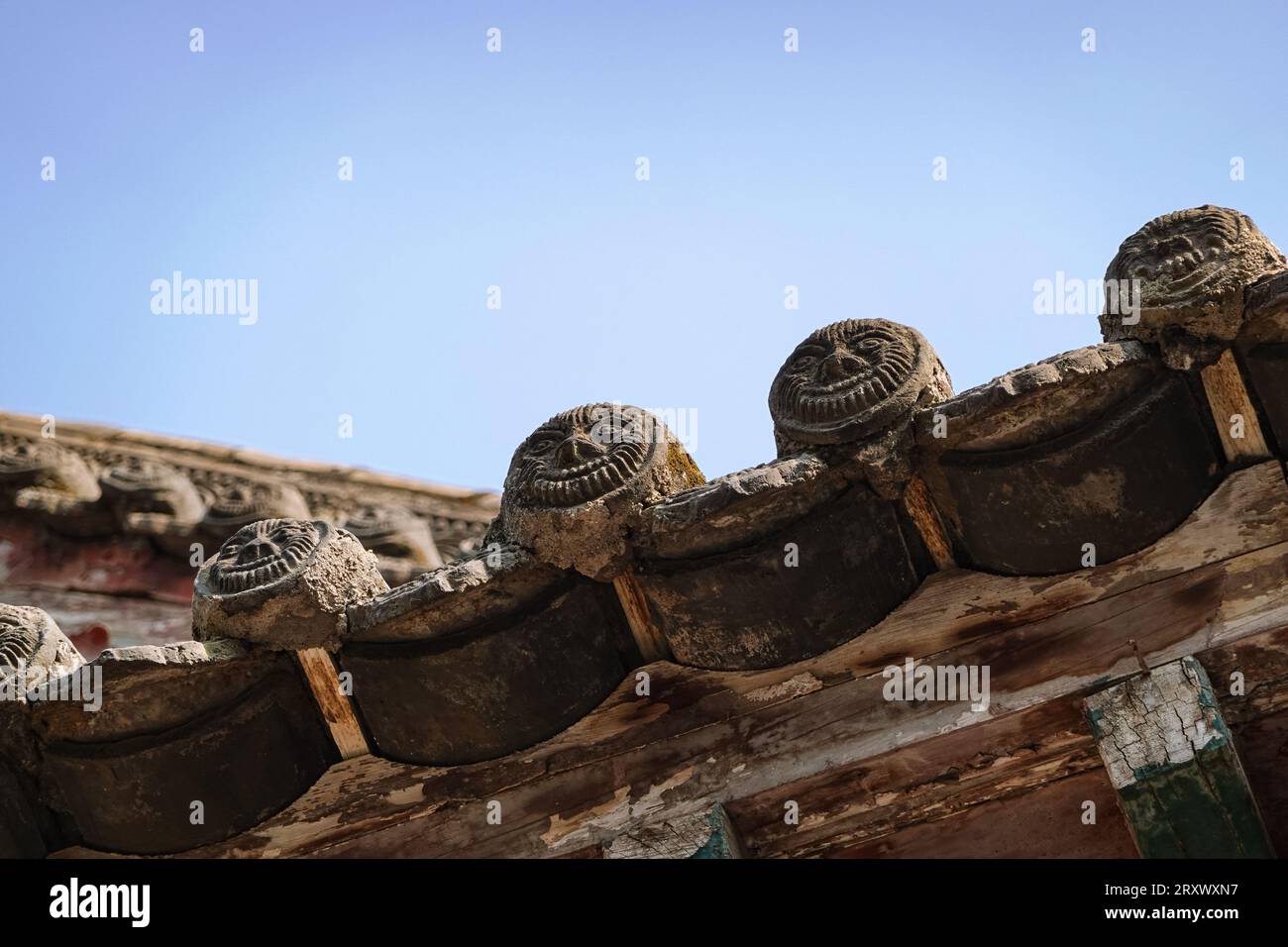 Thousand-year-old trees in Chinese gardens Stock Photo - Alamy