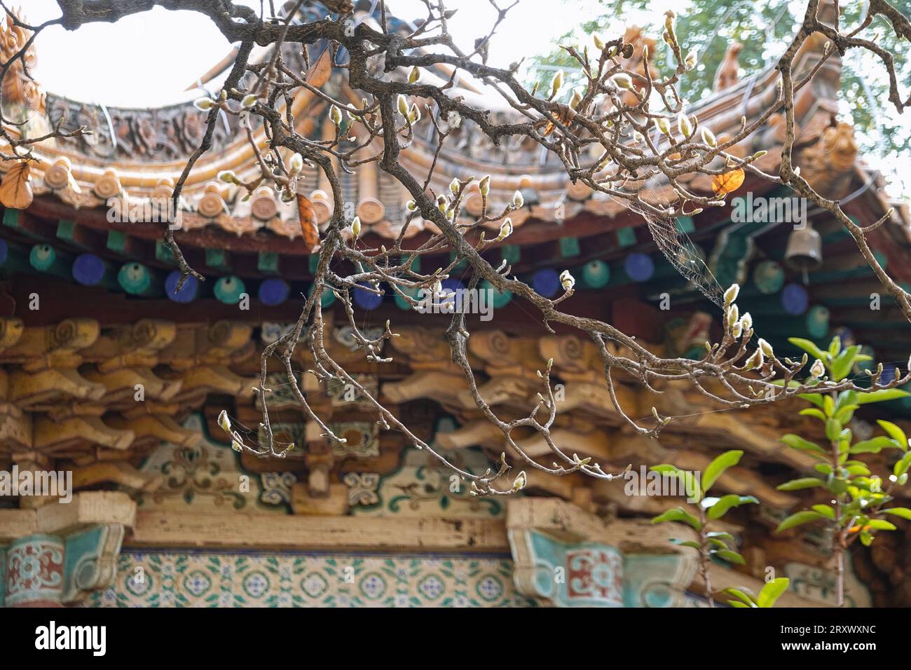 Thousand-year-old trees in Chinese gardens Stock Photo - Alamy