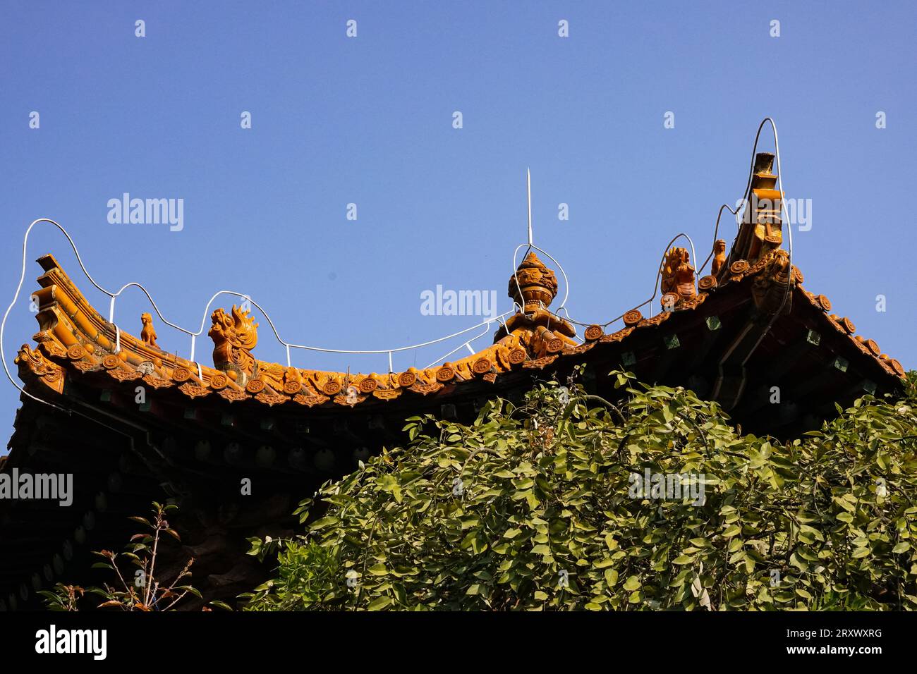 Thousand-year-old trees in Chinese gardens Stock Photo - Alamy