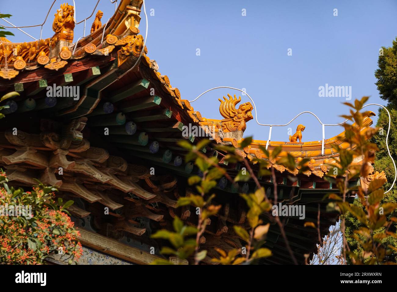 Thousand-year-old trees in Chinese gardens Stock Photo - Alamy