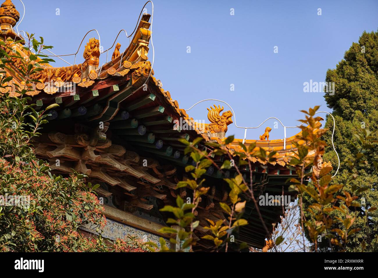 Thousand-year-old trees in Chinese gardens Stock Photo - Alamy