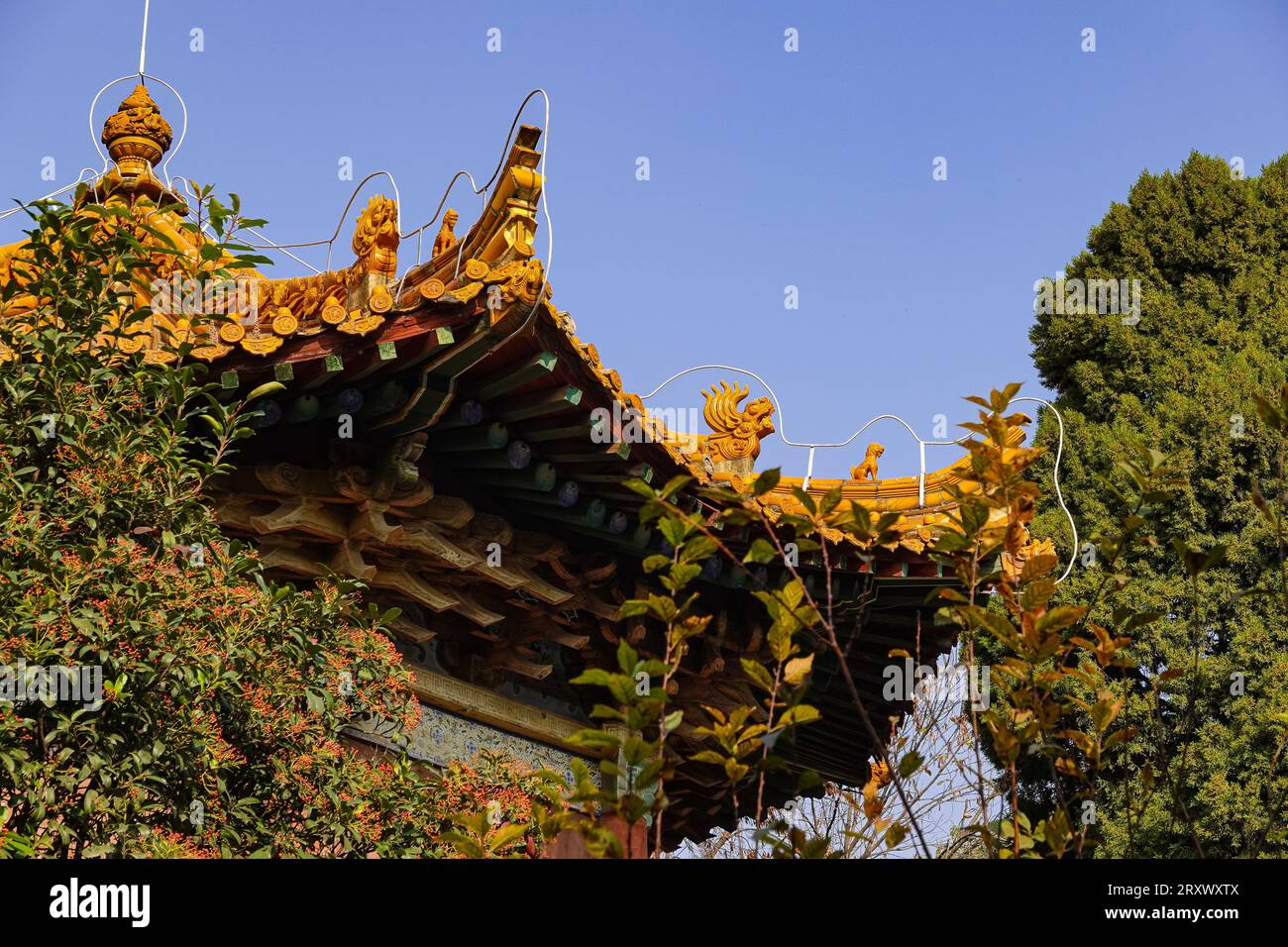 Thousand-year-old trees in Chinese gardens Stock Photo - Alamy