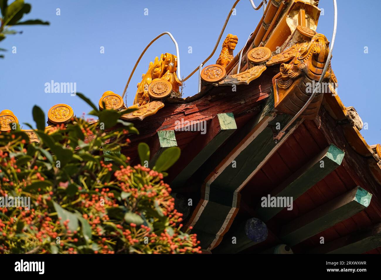 Thousand-year-old trees in Chinese gardens Stock Photo - Alamy