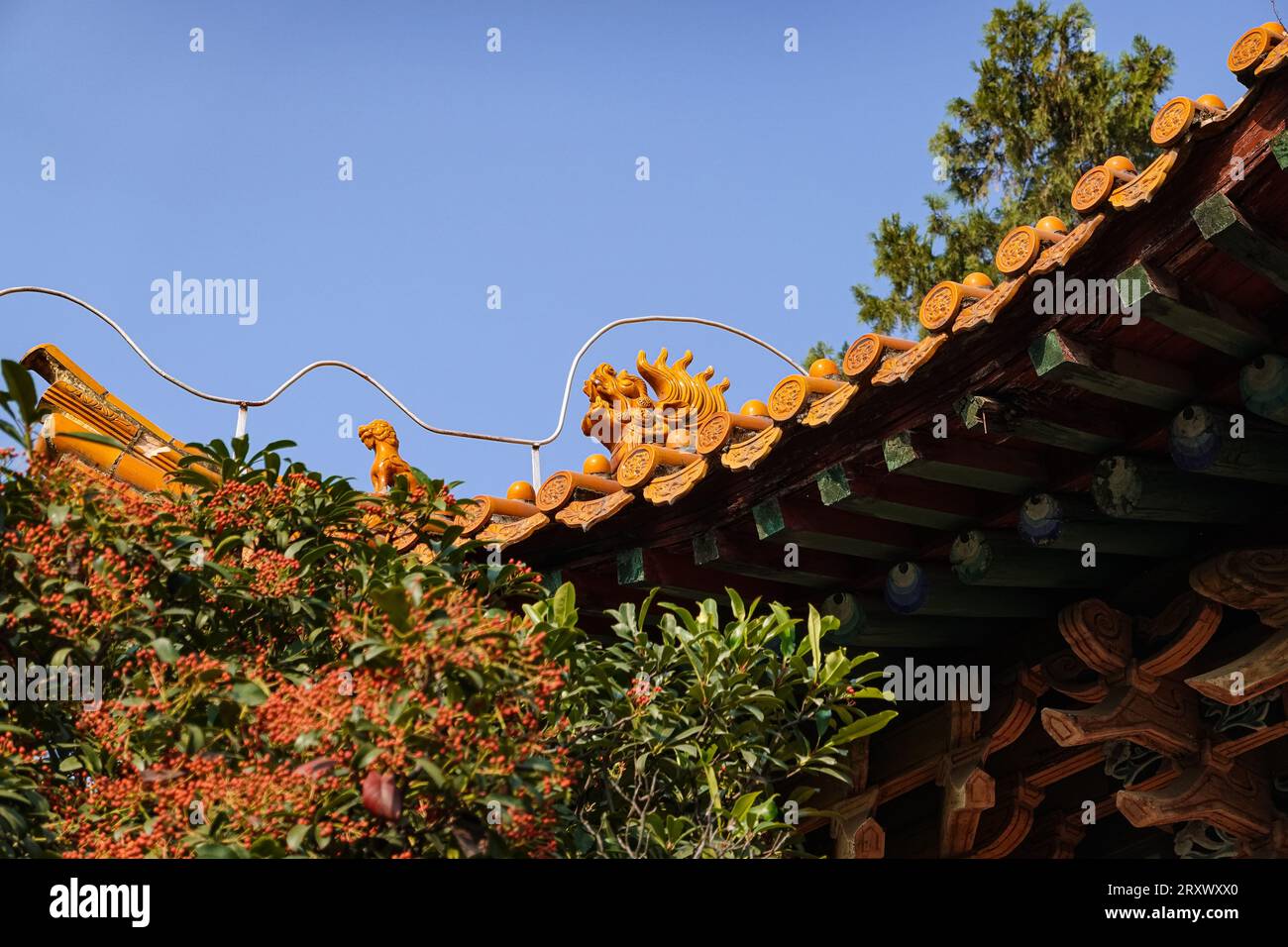 Thousand-year-old trees in Chinese gardens Stock Photo - Alamy
