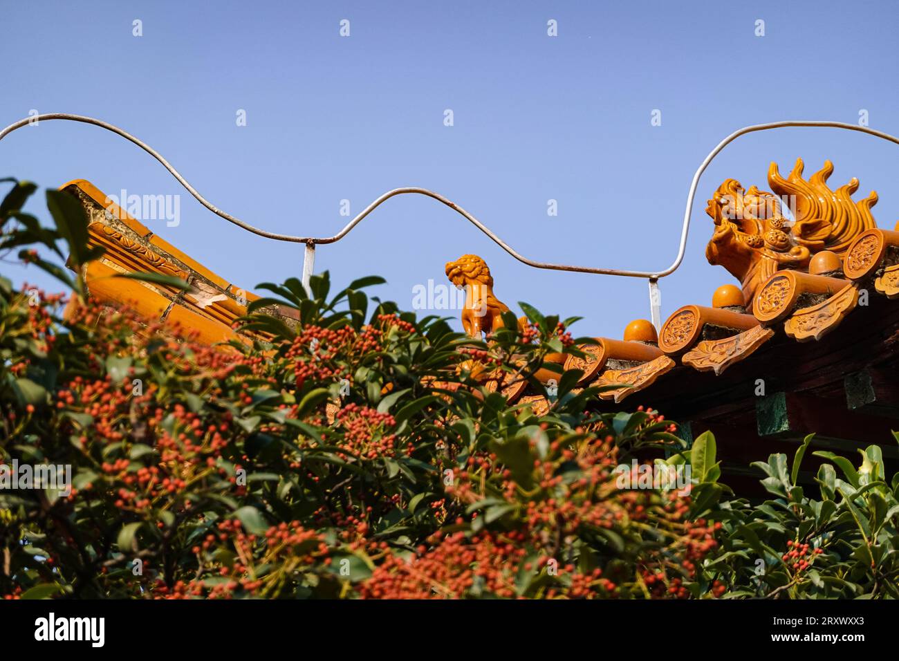 Thousand-year-old trees in Chinese gardens Stock Photo - Alamy