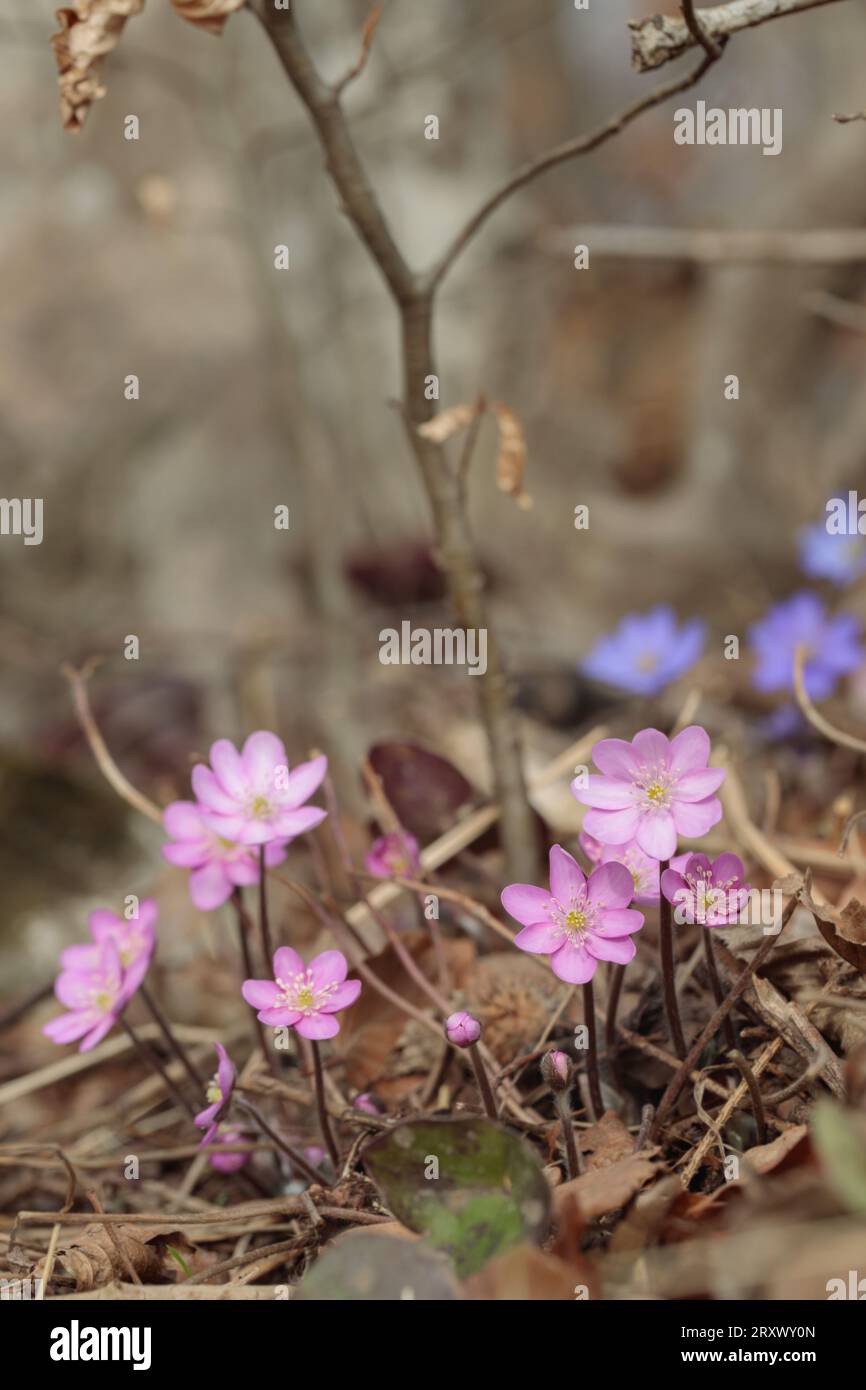 Rare pink pennywort flowers (Hepatica nobilis Stock Photo - Alamy