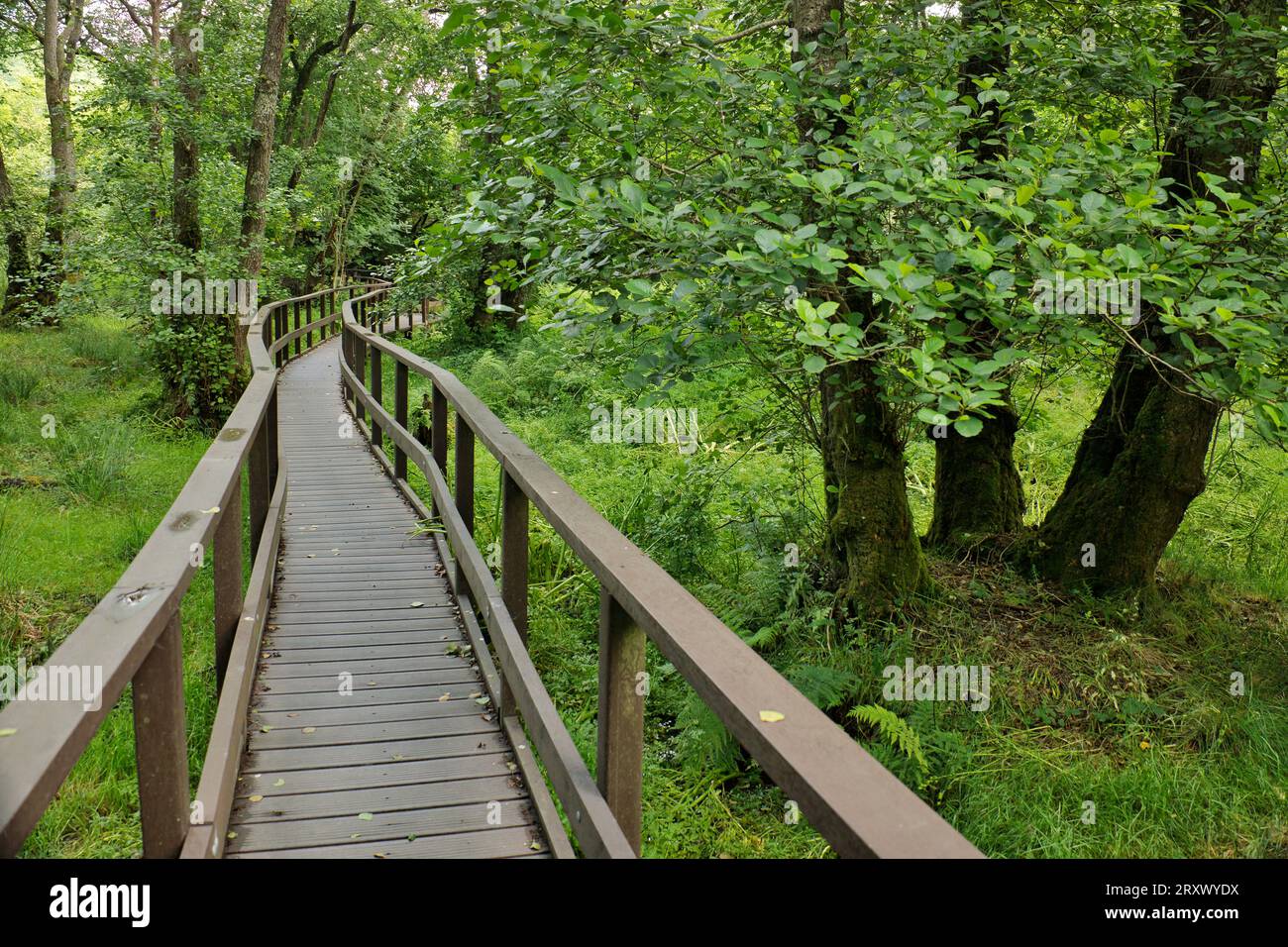 RSPB nature reserve Gwenffrwd-dinas, Ystradffin, Llandovery ...