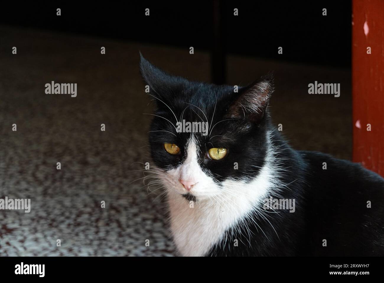 Chinese cat breed hi-res stock photography and images - Alamy