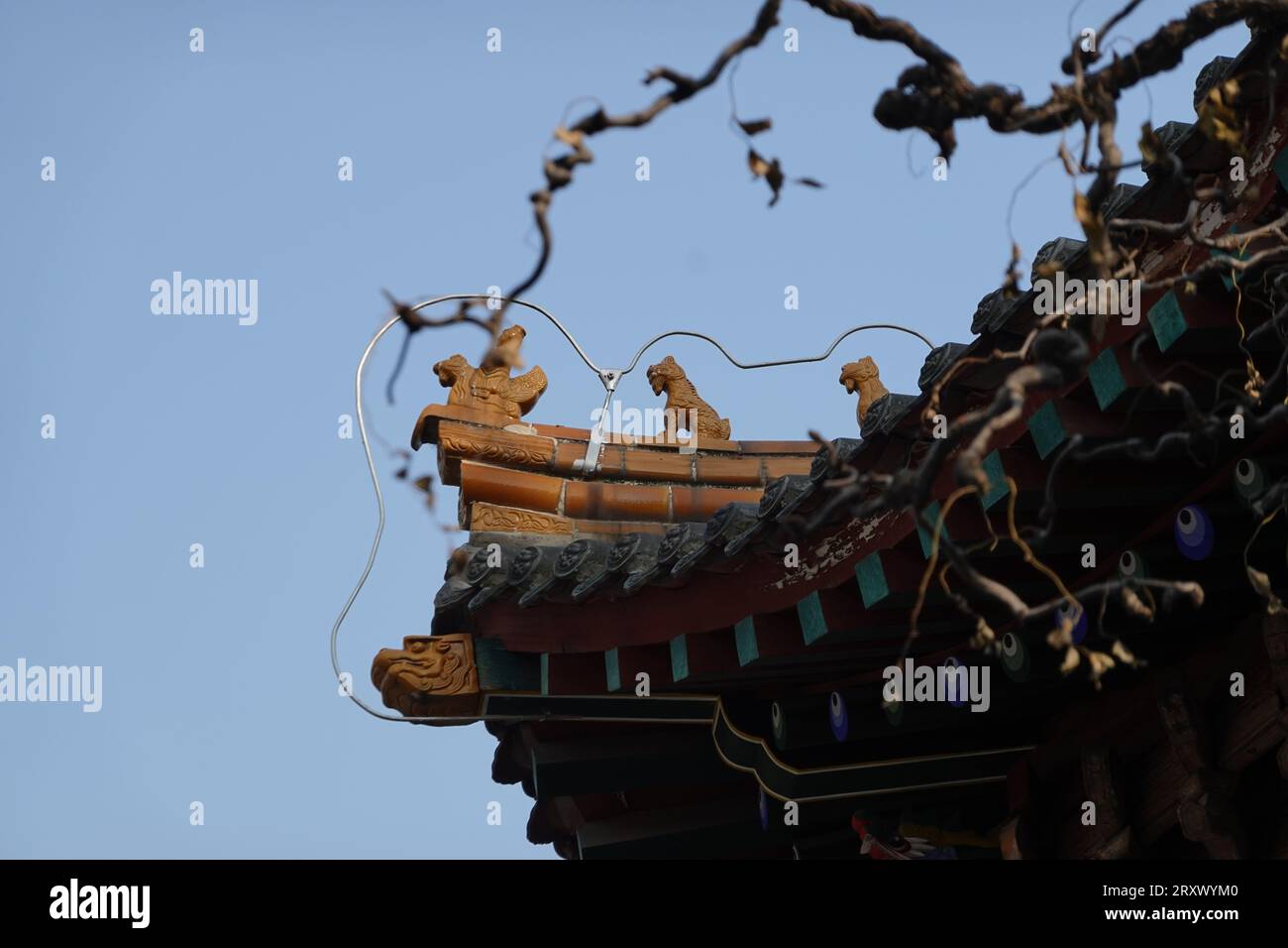 Thousand-year-old trees in Chinese gardens Stock Photo - Alamy