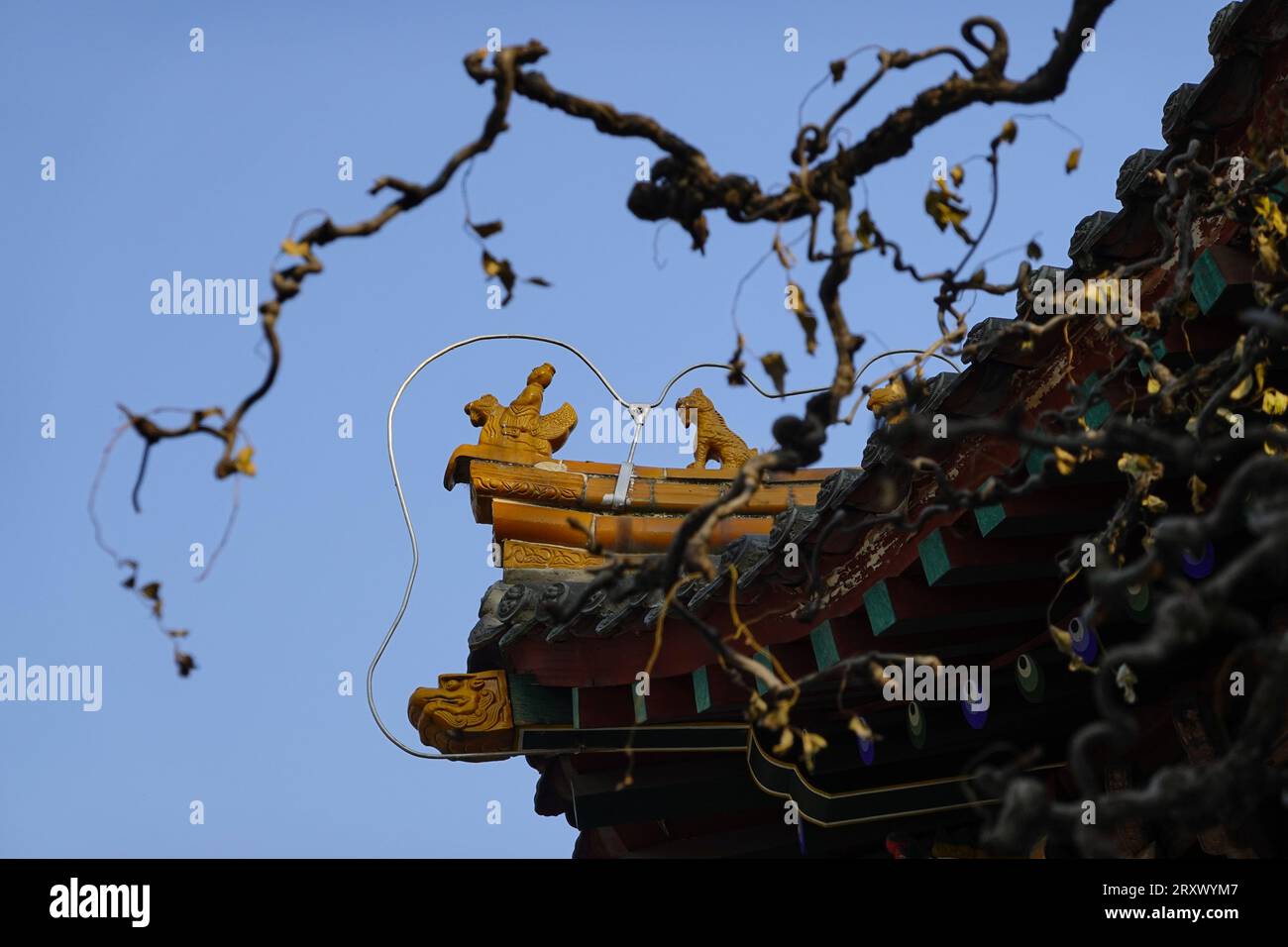 Thousand-year-old trees in Chinese gardens Stock Photo - Alamy