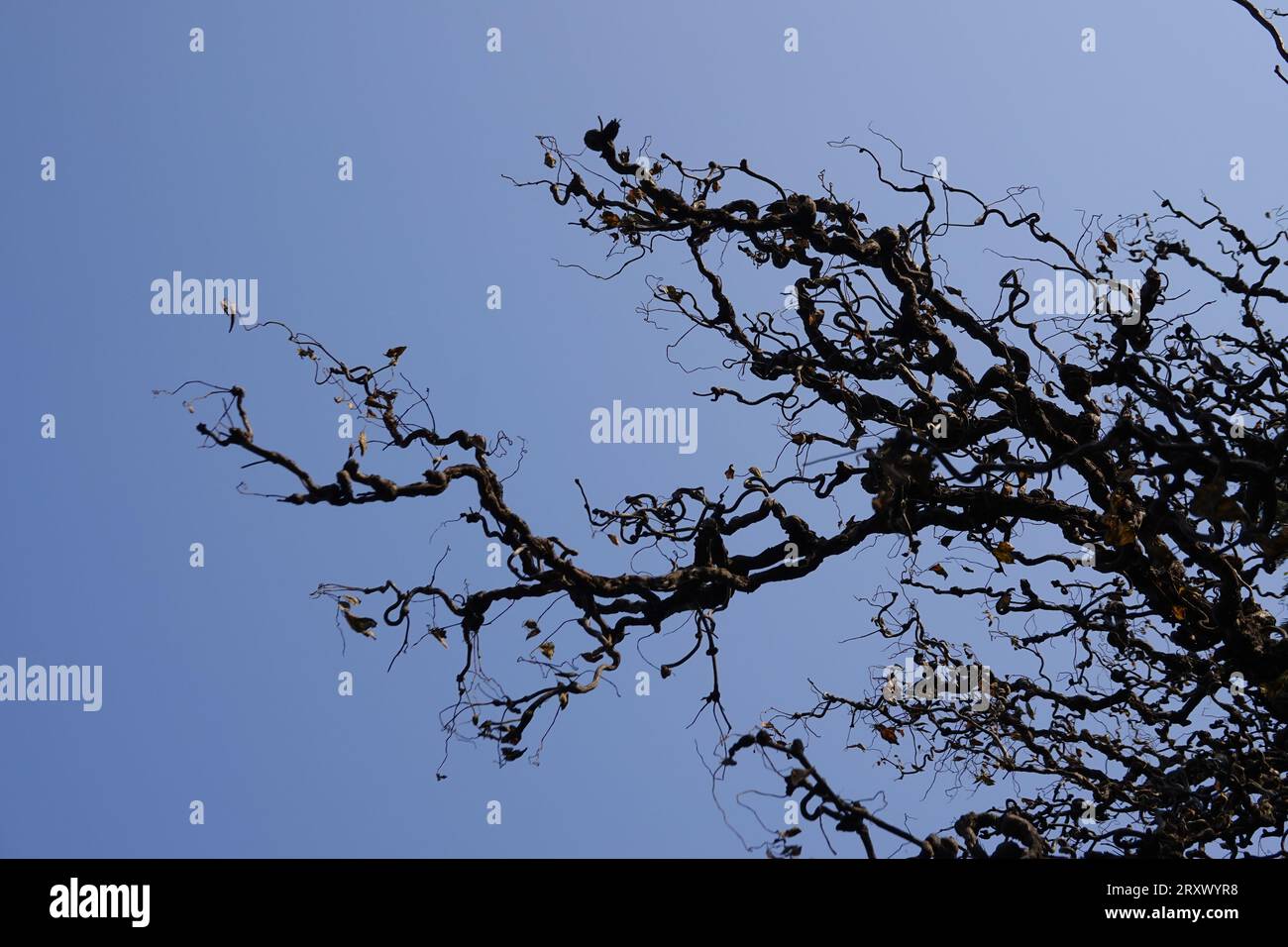 Thousand-year-old trees in Chinese gardens Stock Photo - Alamy