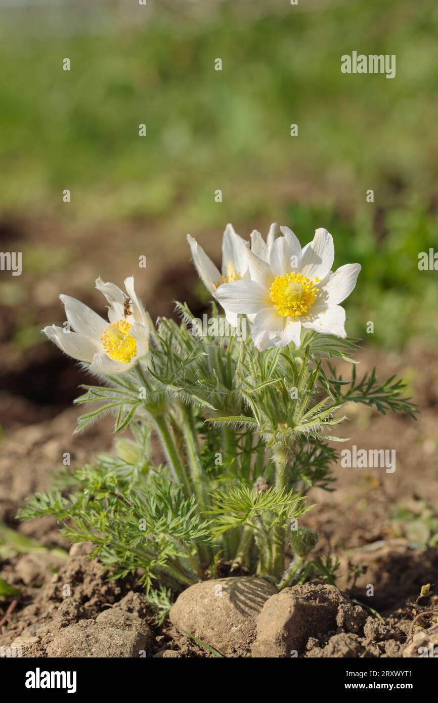 White pasque flower pulsatilla hi-res stock photography and images - Alamy