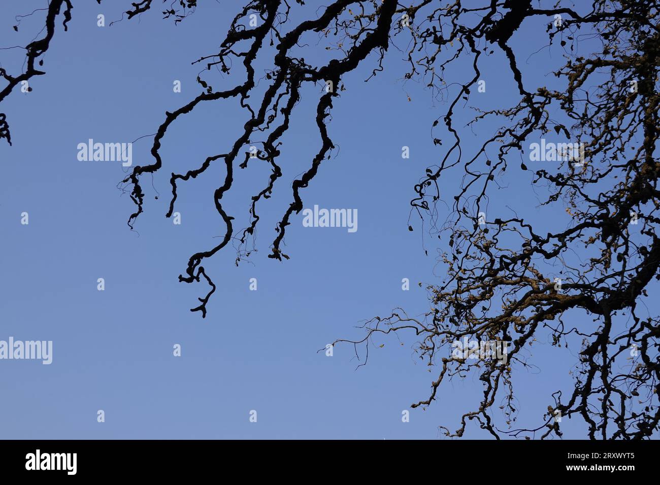 Thousand-year-old trees in Chinese gardens Stock Photo - Alamy