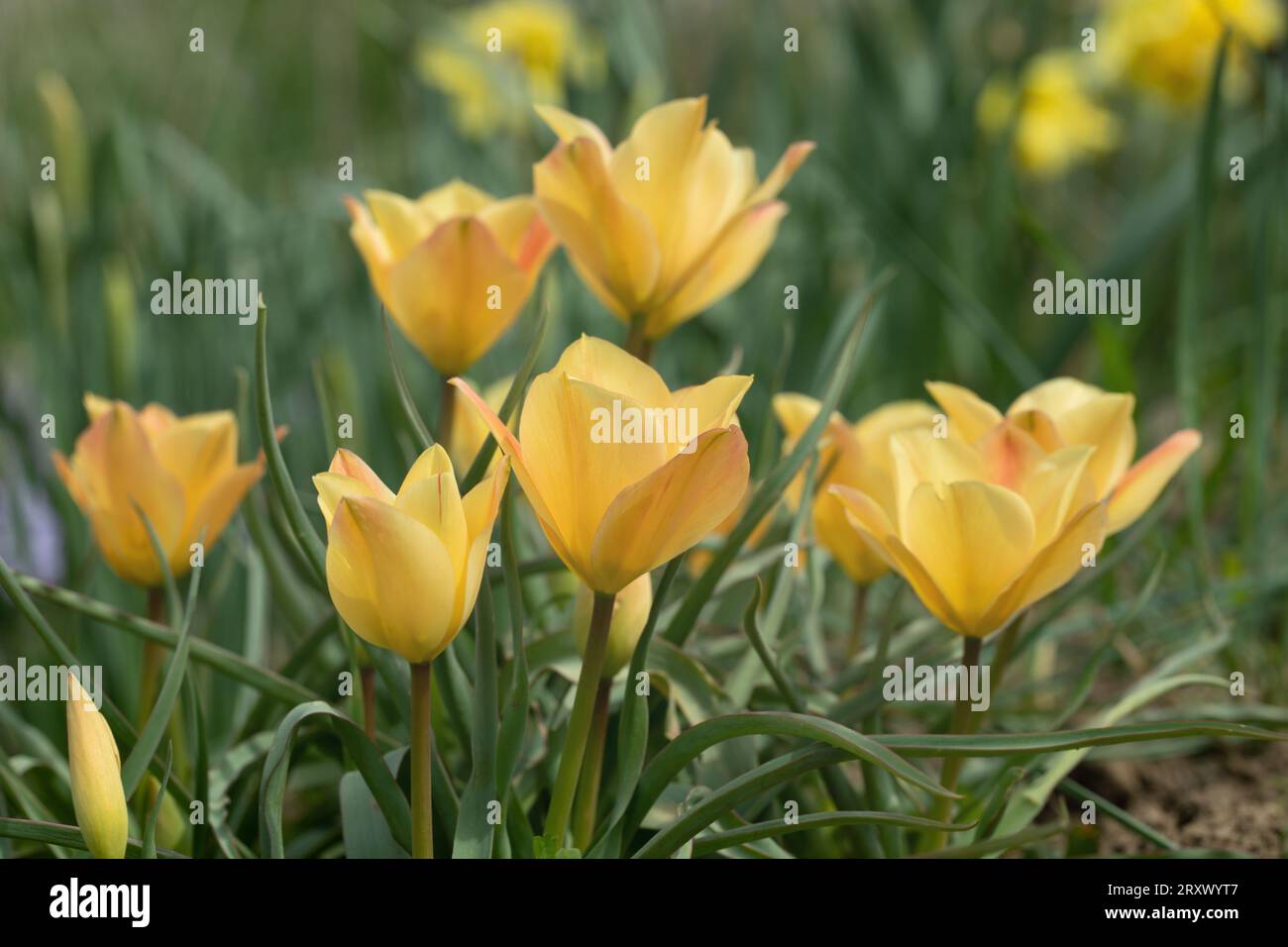 Blooming bokhara tulips (Tulipa linifolia Stock Photo - Alamy
