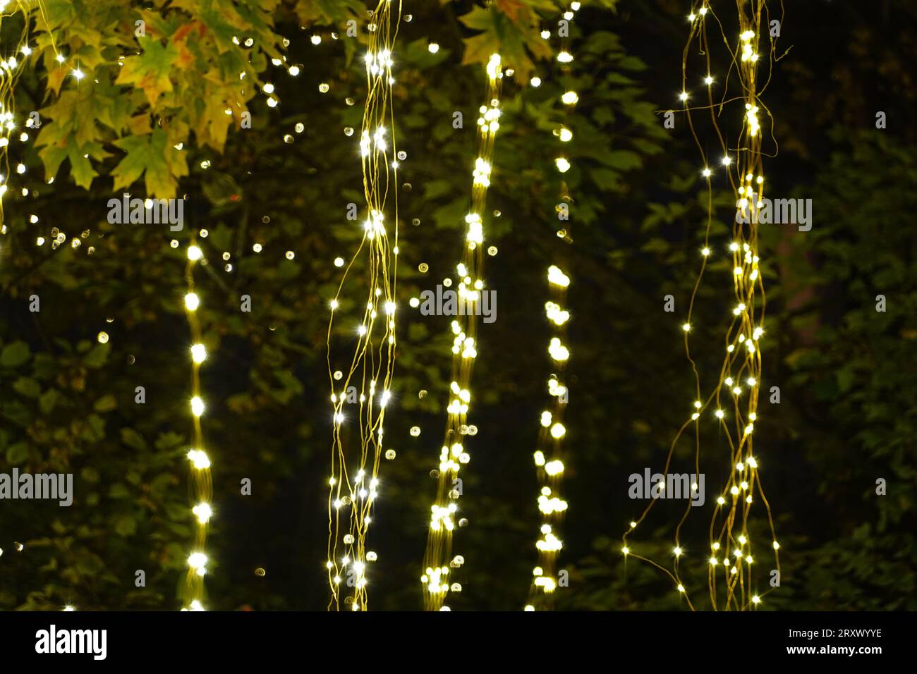 tree decorated with lights at night Stock Photo - Alamy