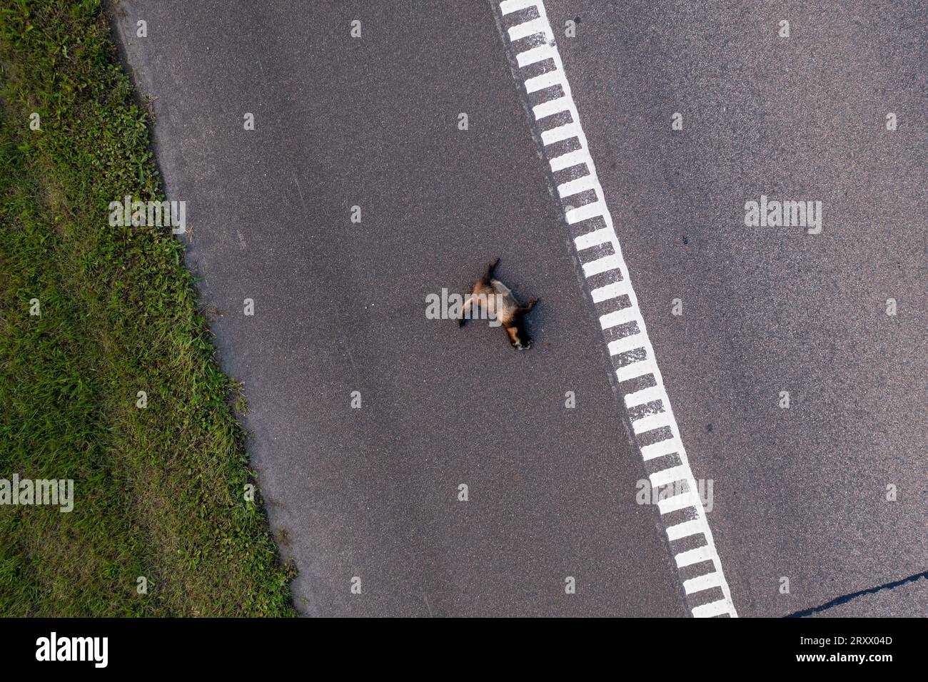 Drone photography of dead animal on a side way of a highway and cars ...