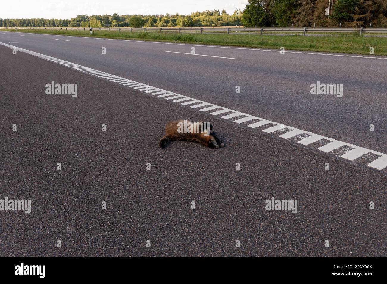 Drone photography of dead animal on a side way of a highway and cars ...