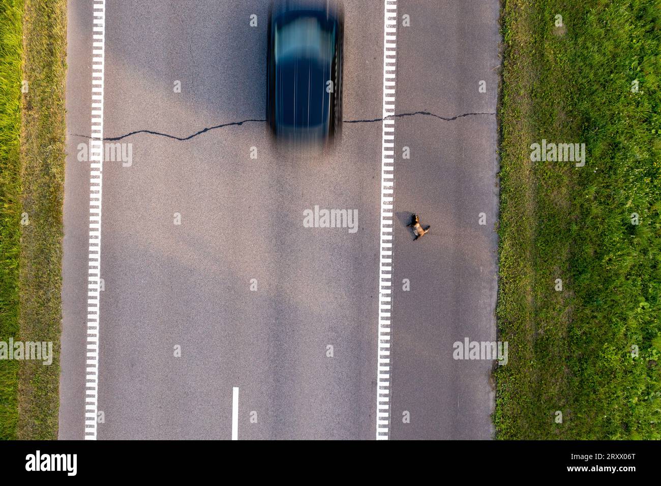 Drone photography of dead animal on a side way of a highway and cars ...