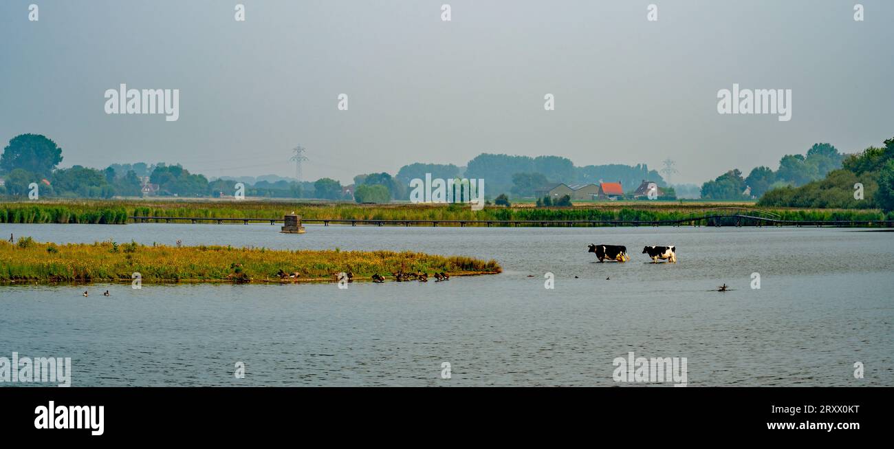 Rural landscape cattle river hi-res stock photography and images - Alamy