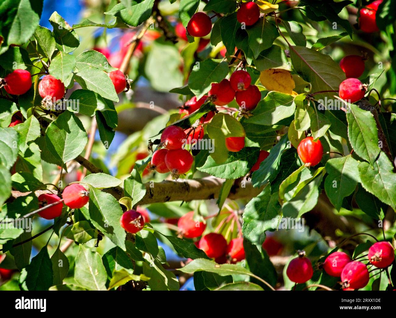Crabapple Tree Calgary Alberta Stock Photo - Alamy