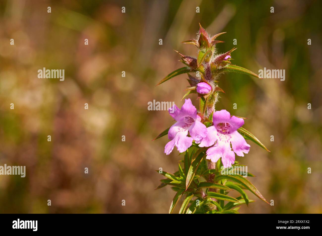 The flowers of the upright form of Snakebush, Hemiandra pungens, a ...