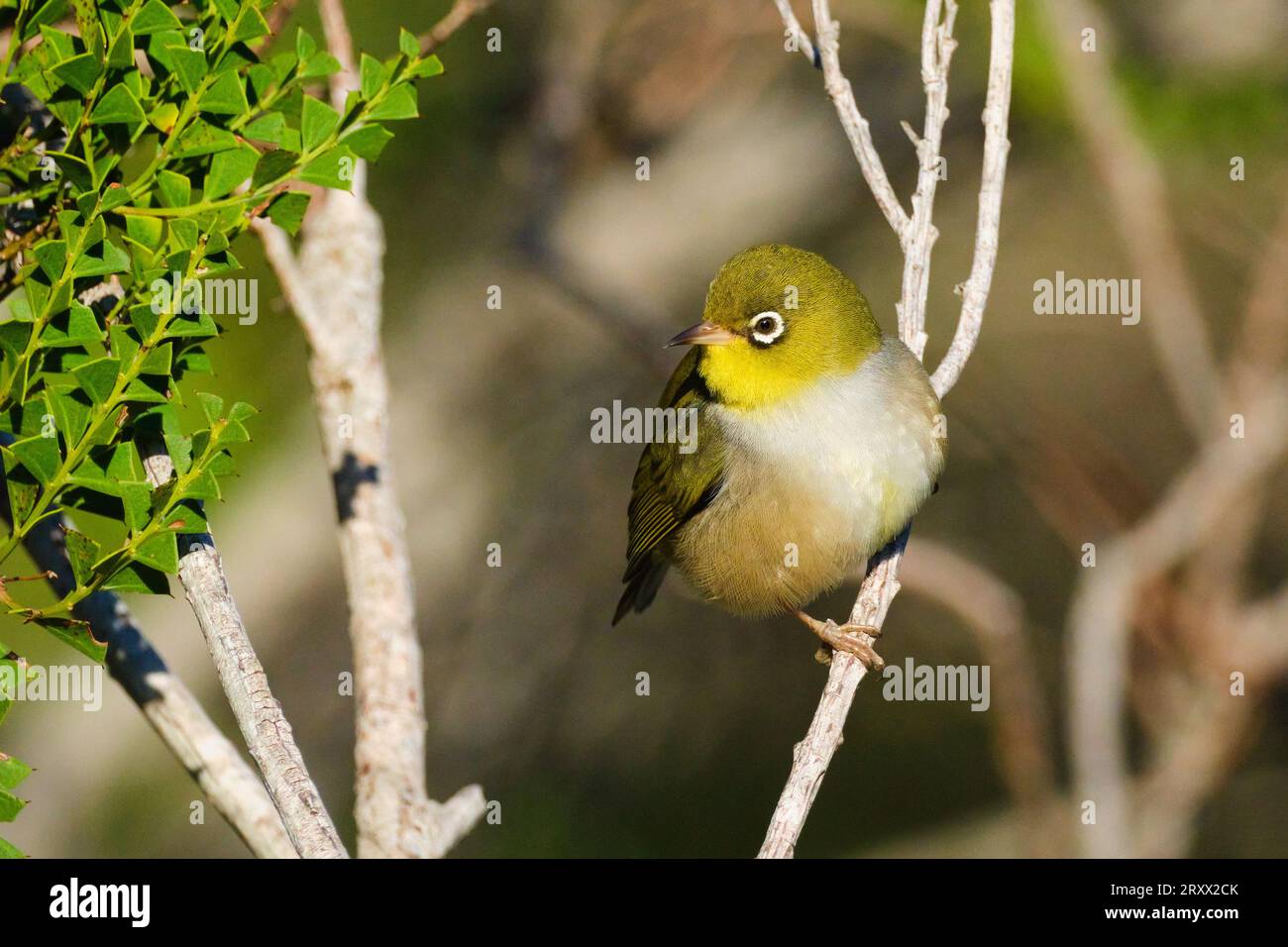 Zosterops lateralis chloronotus hi-res stock photography and images - Alamy
