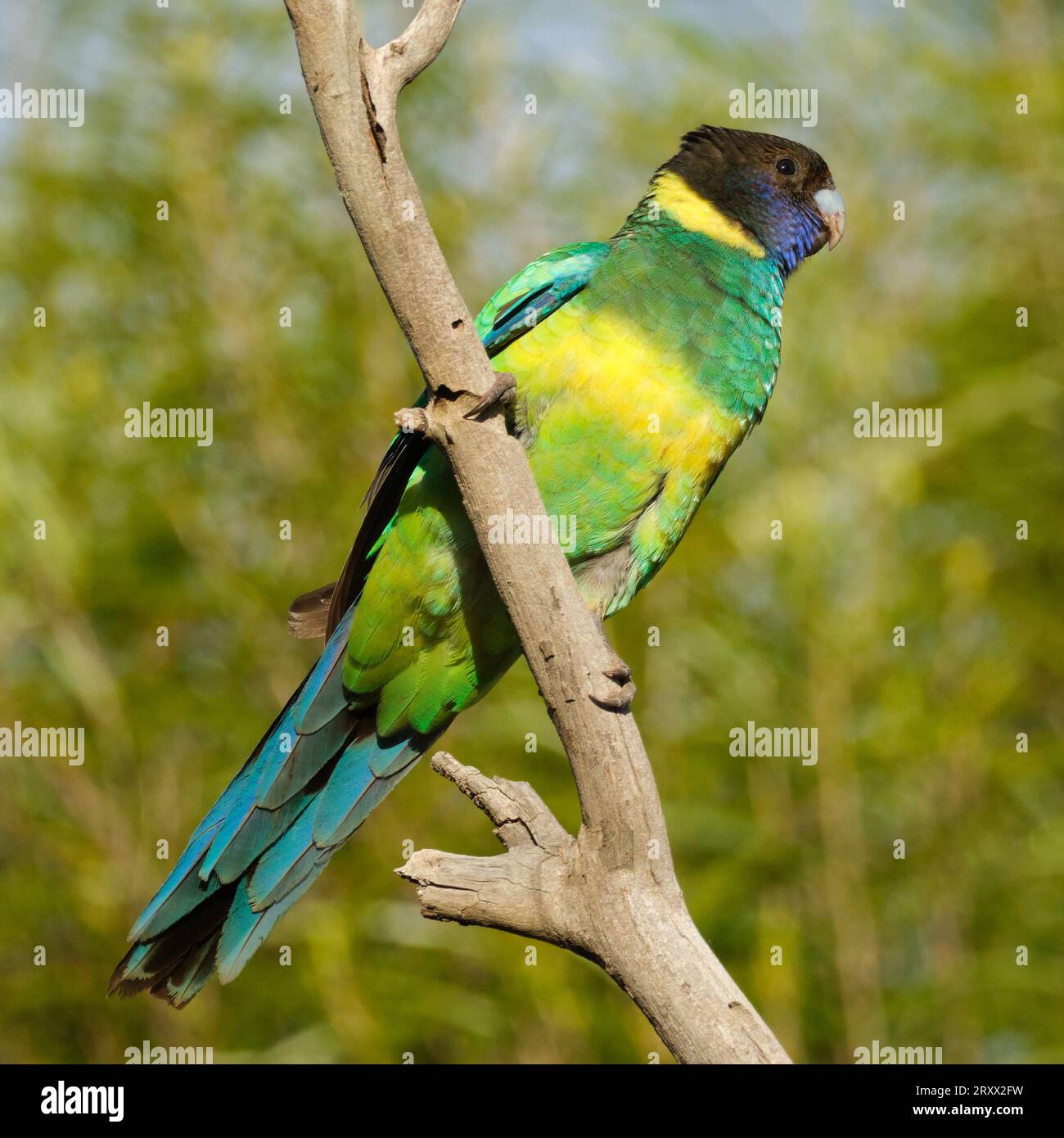 Australian subspecies hi-res stock photography and images - Alamy