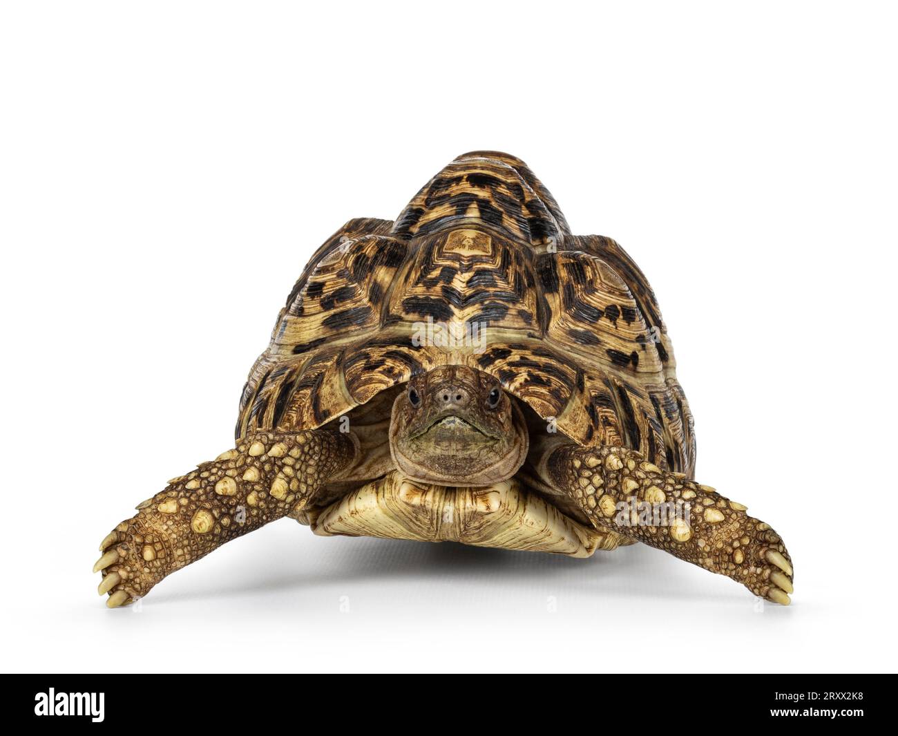 Leopard Tortoise aka Stigmochelys pardalis, laying down facing front ...