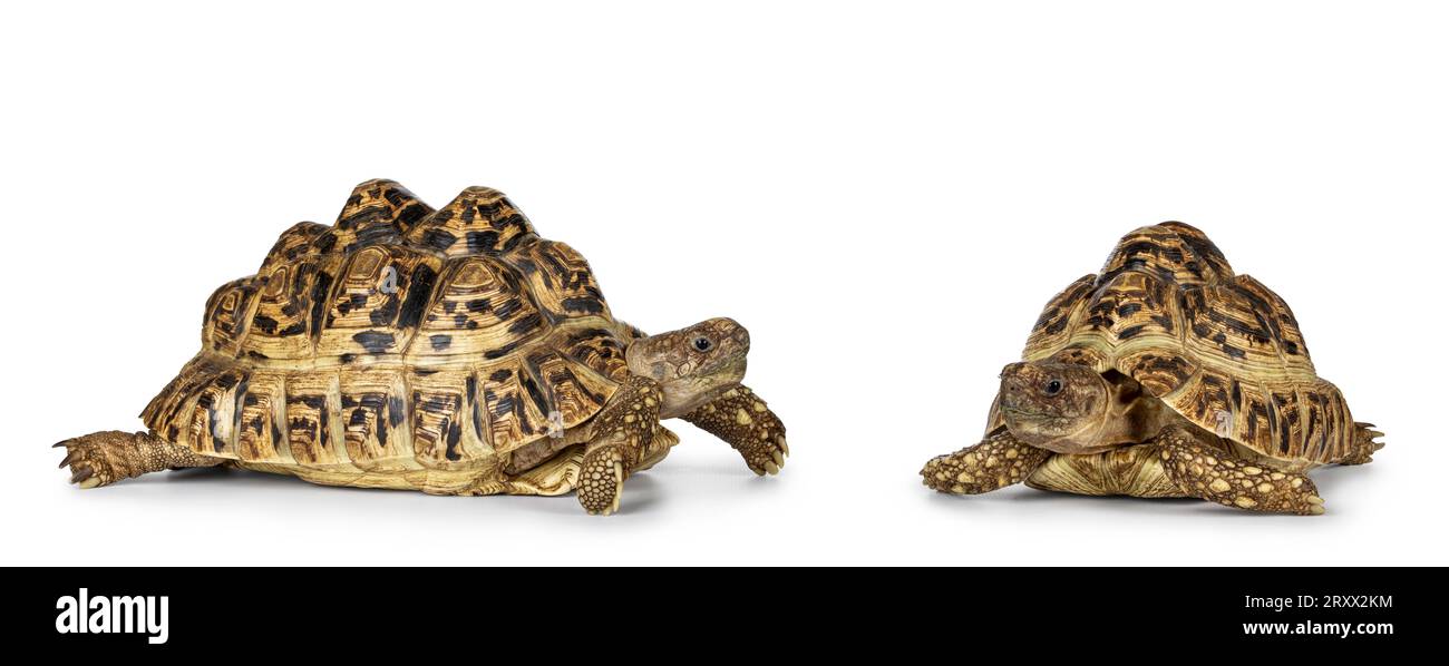 Male and female Leopard Tortoise aka Stigmochelys pardalis, standing ...