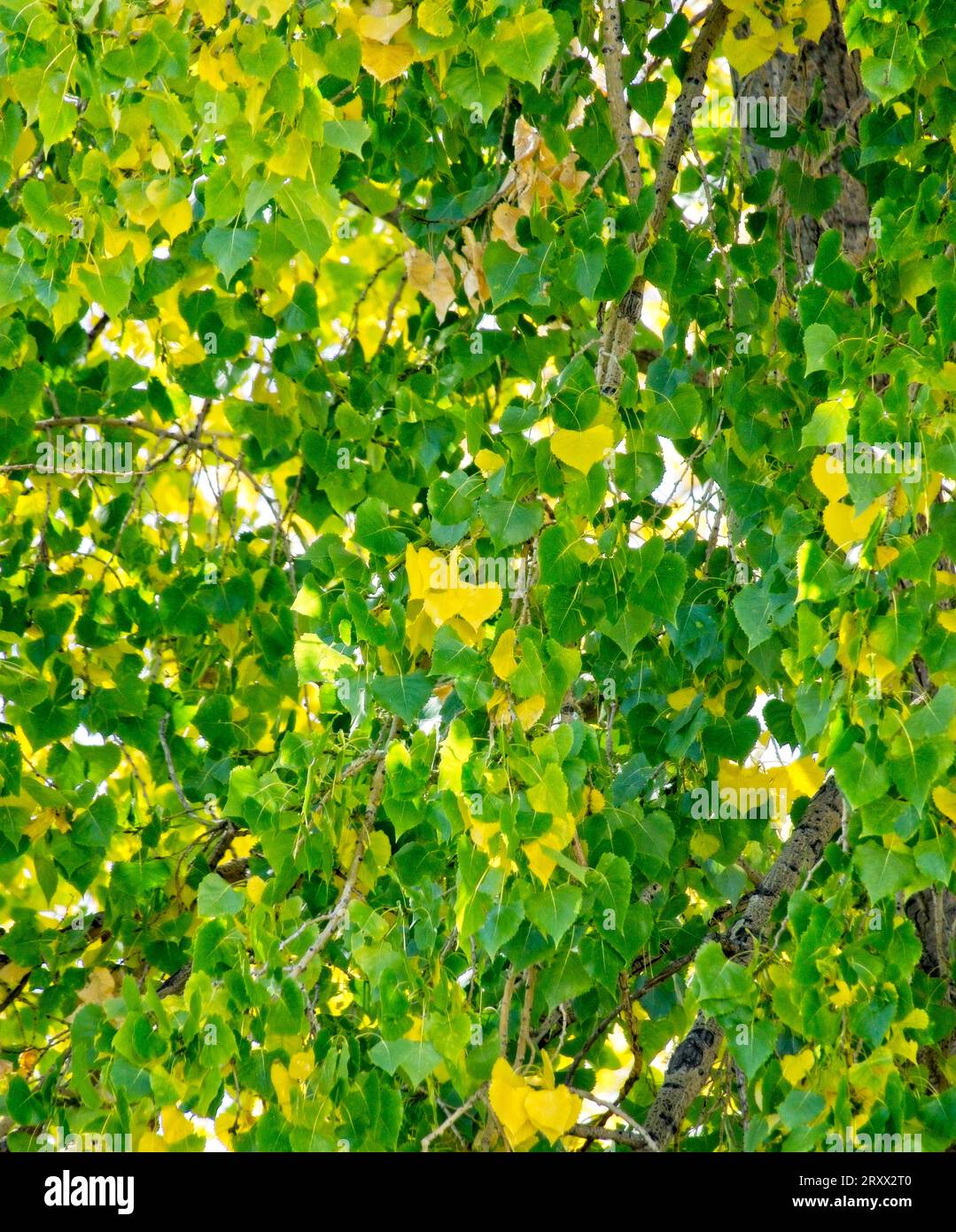 Calgary trees hi-res stock photography and images - Alamy