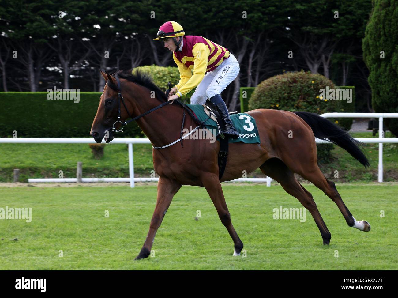 Mashhoor horse hi-res stock photography and images - Alamy