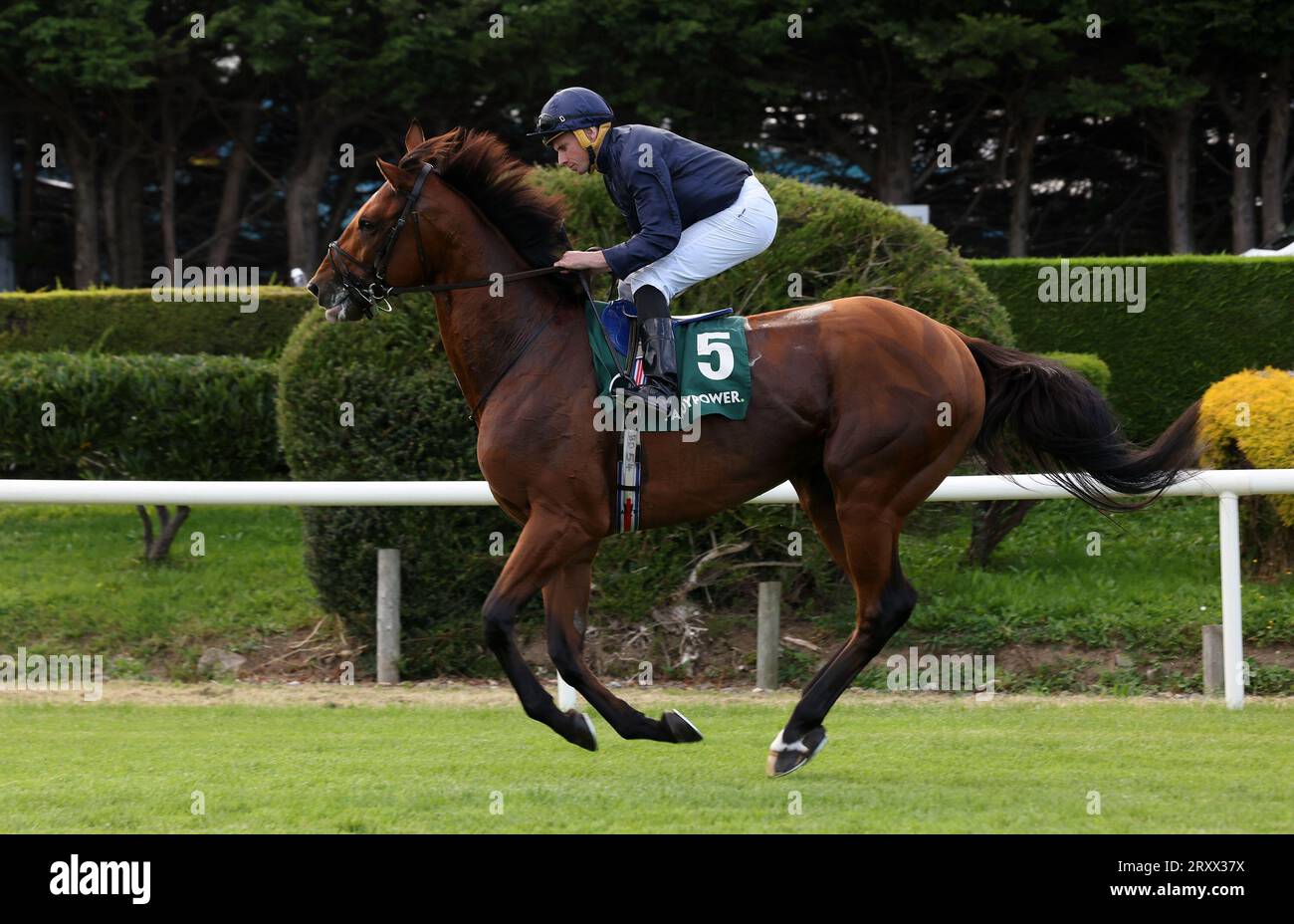Adelaide river horse hi-res stock photography and images - Alamy