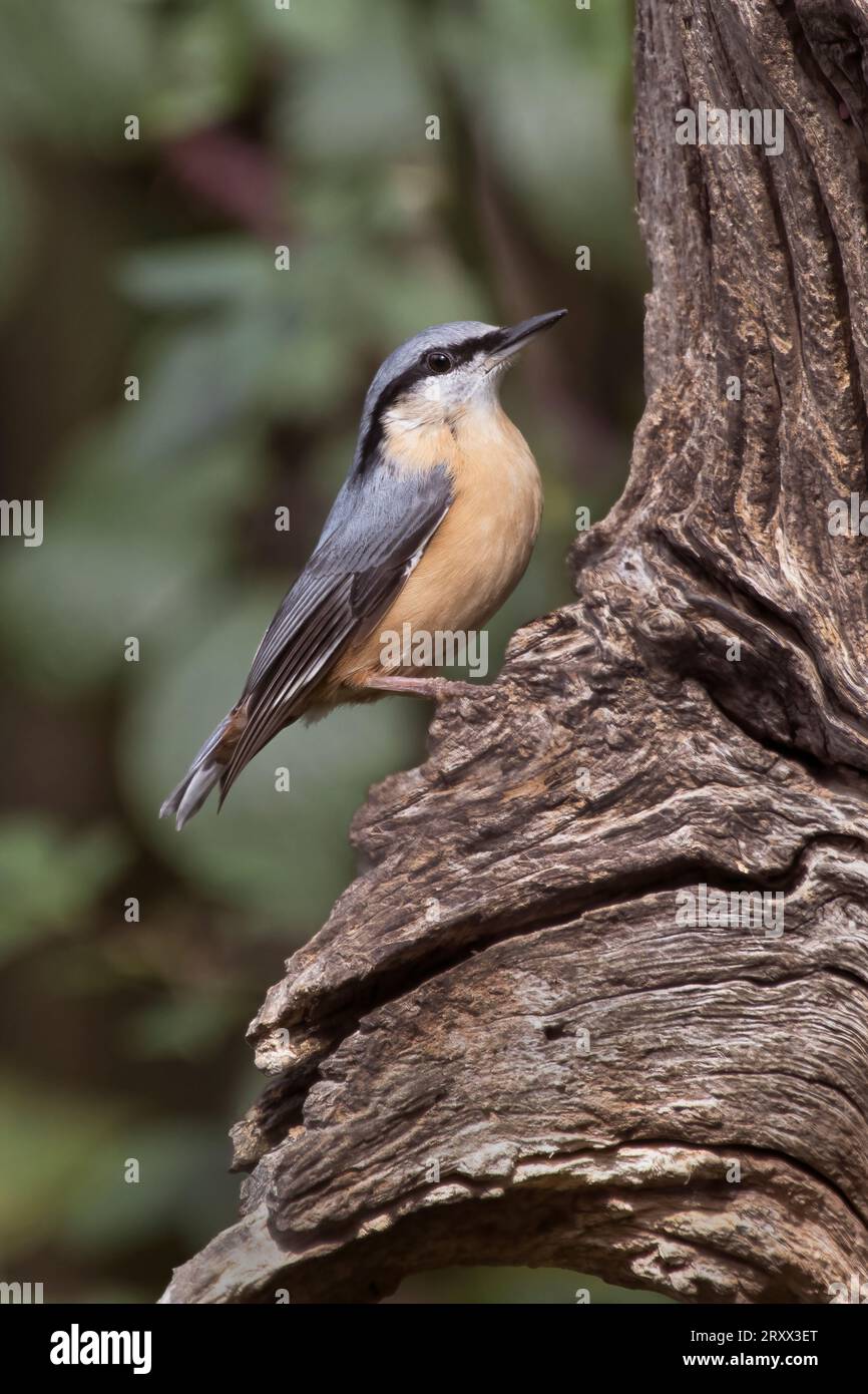 Searching old tree hi-res stock photography and images - Alamy